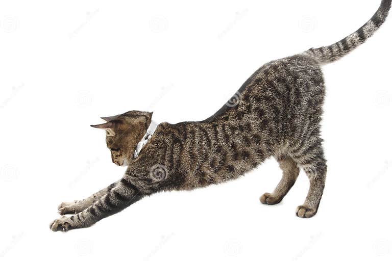 Stretching cat stock photo. Image of profile, white, background - 21352032