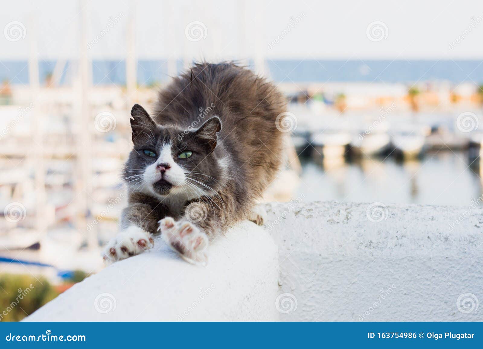 Stretching Cat Herself Elevating Back, Yoga Cat, Homeless Cat Awaking ...