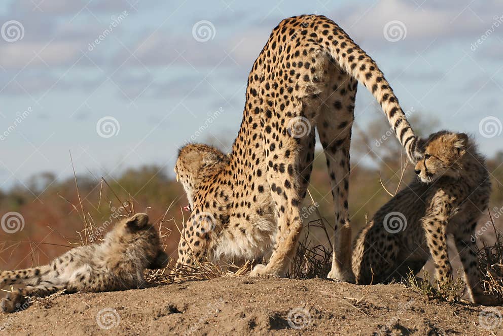 Stretching Cheetah stock photo. Image of feline, stretch - 175388