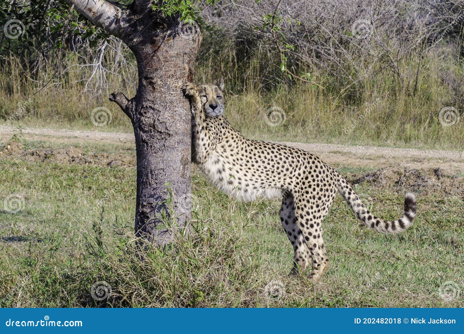 Stretching Cheetah in South Africa Stock Photo - Image of hunt ...