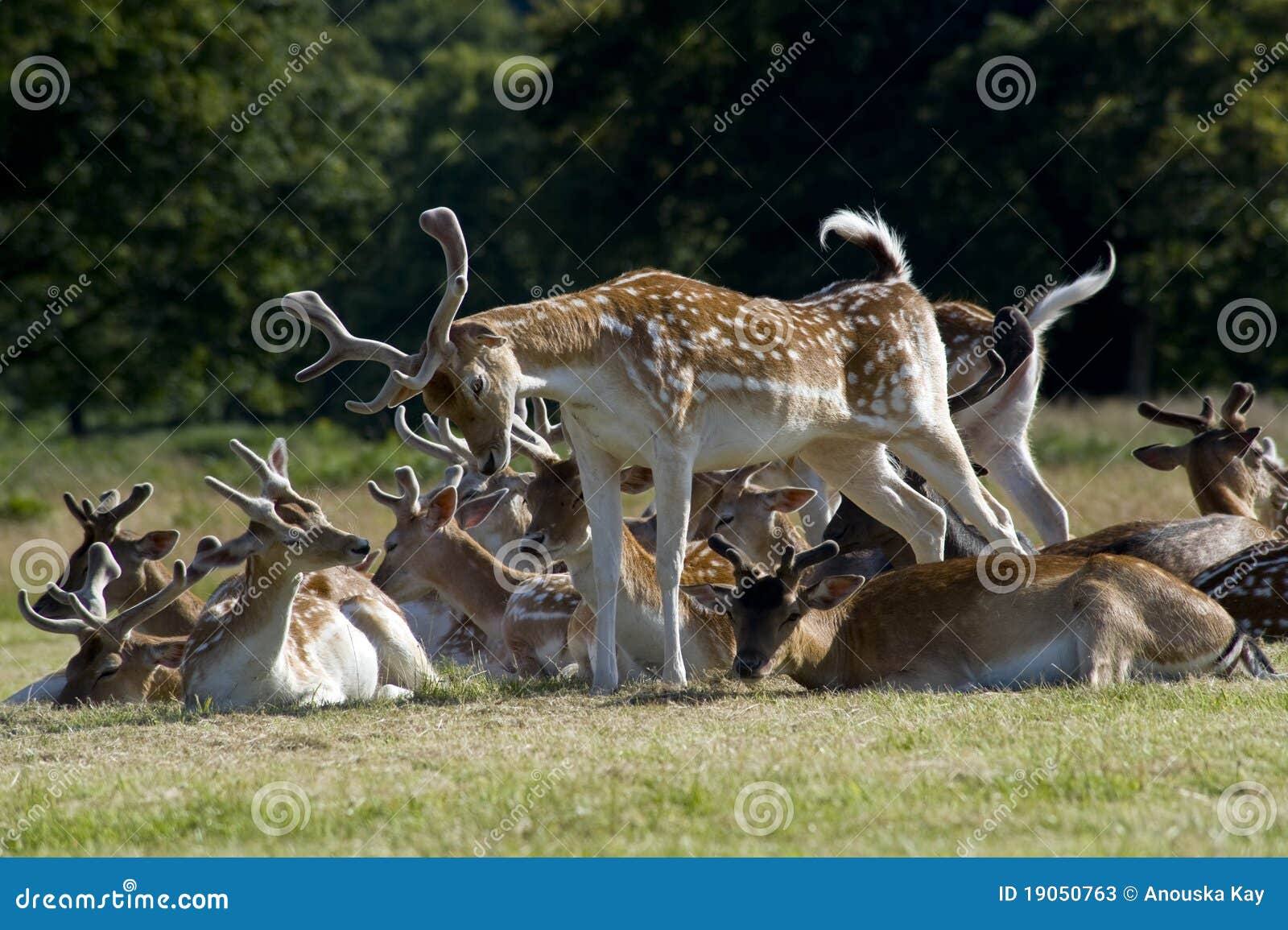 Stretching Deer stock image. Image of park, stretch, deer - 19050763