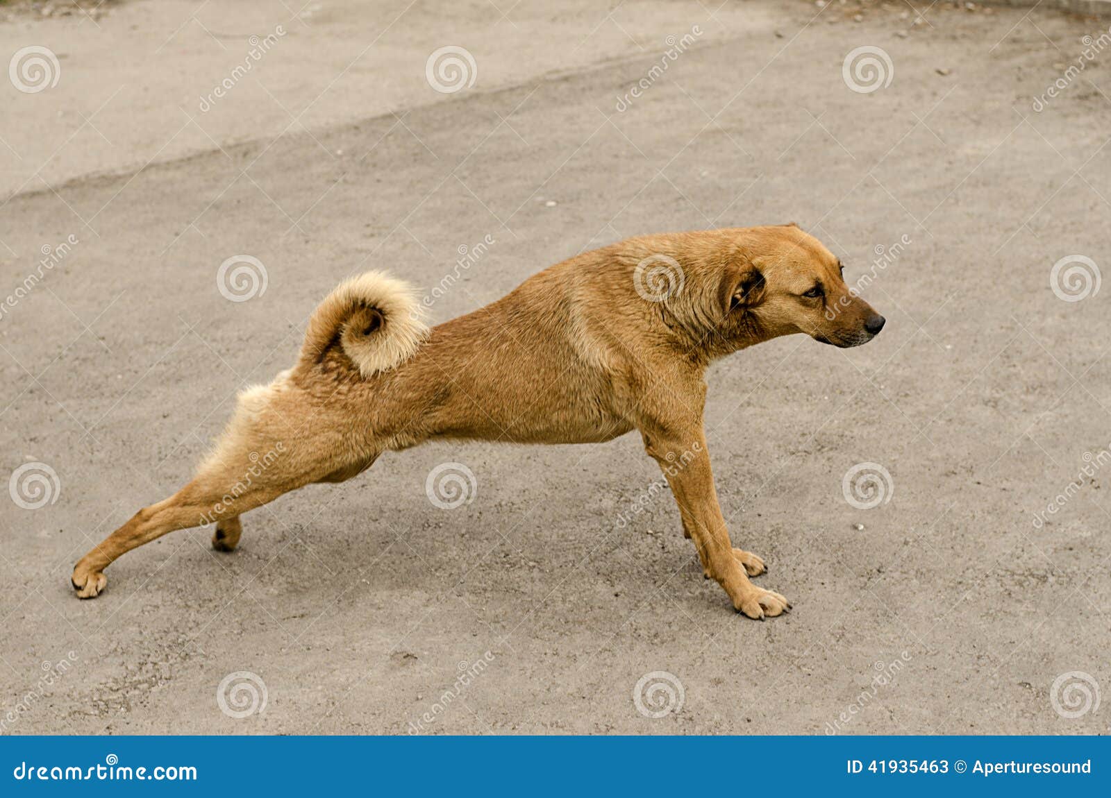 Stretching dog stock image. Image of length, mammal, space - 41935463