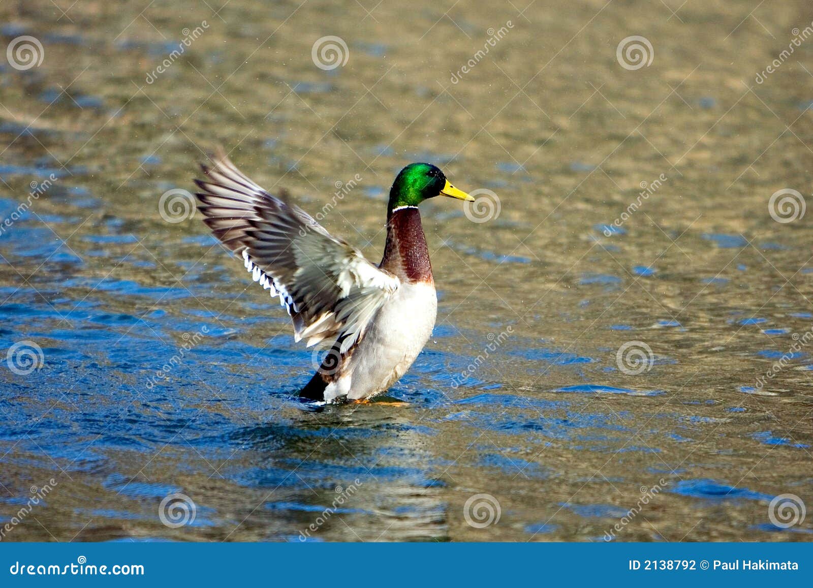 Stretching Duck stock photo. Image of animals, swims, wing - 2138792