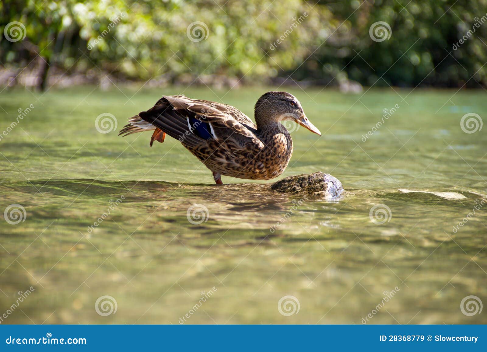 Stretching ducks stock image. Image of nature, outdoor - 28368779