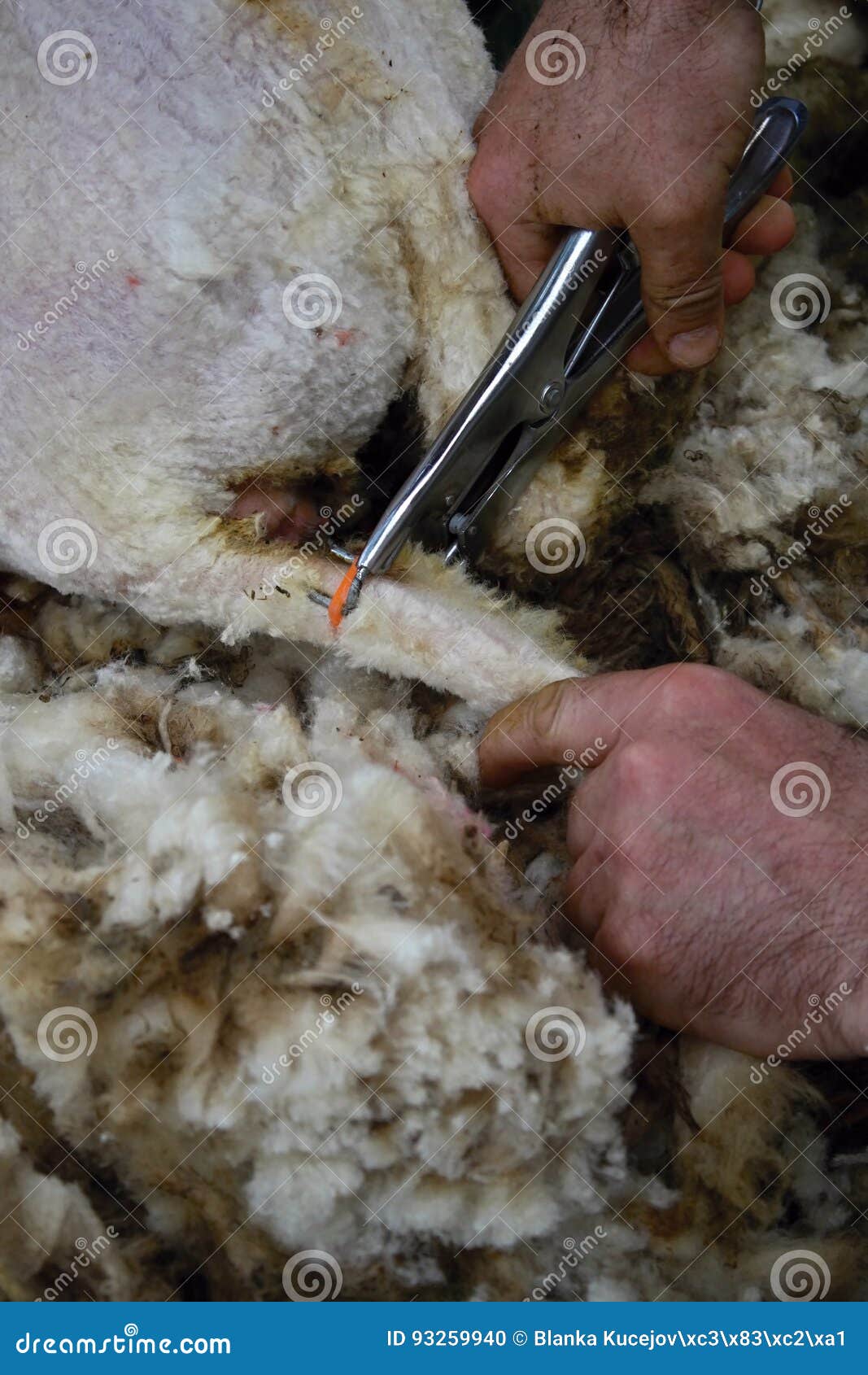 Stretching Elastic Bands To the Tails of Sheep. Stock Photo - Image of ...