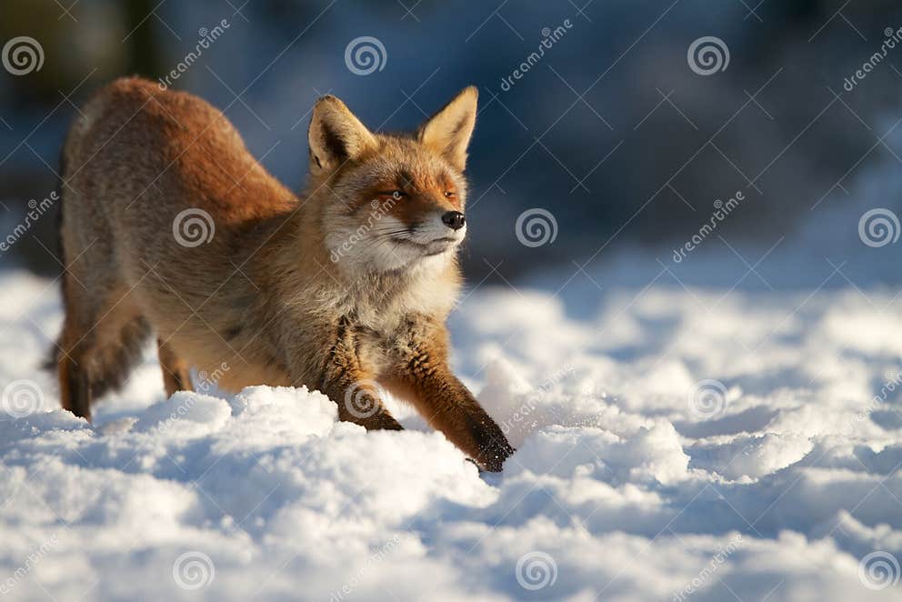 Stretching fox stock image. Image of white, stretching - 41434923