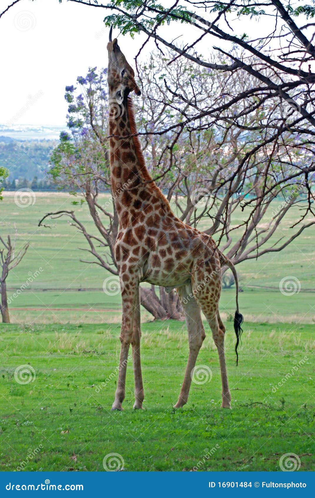 Giraffe Stretching Its Neck To Eat Stock Photography | CartoonDealer ...