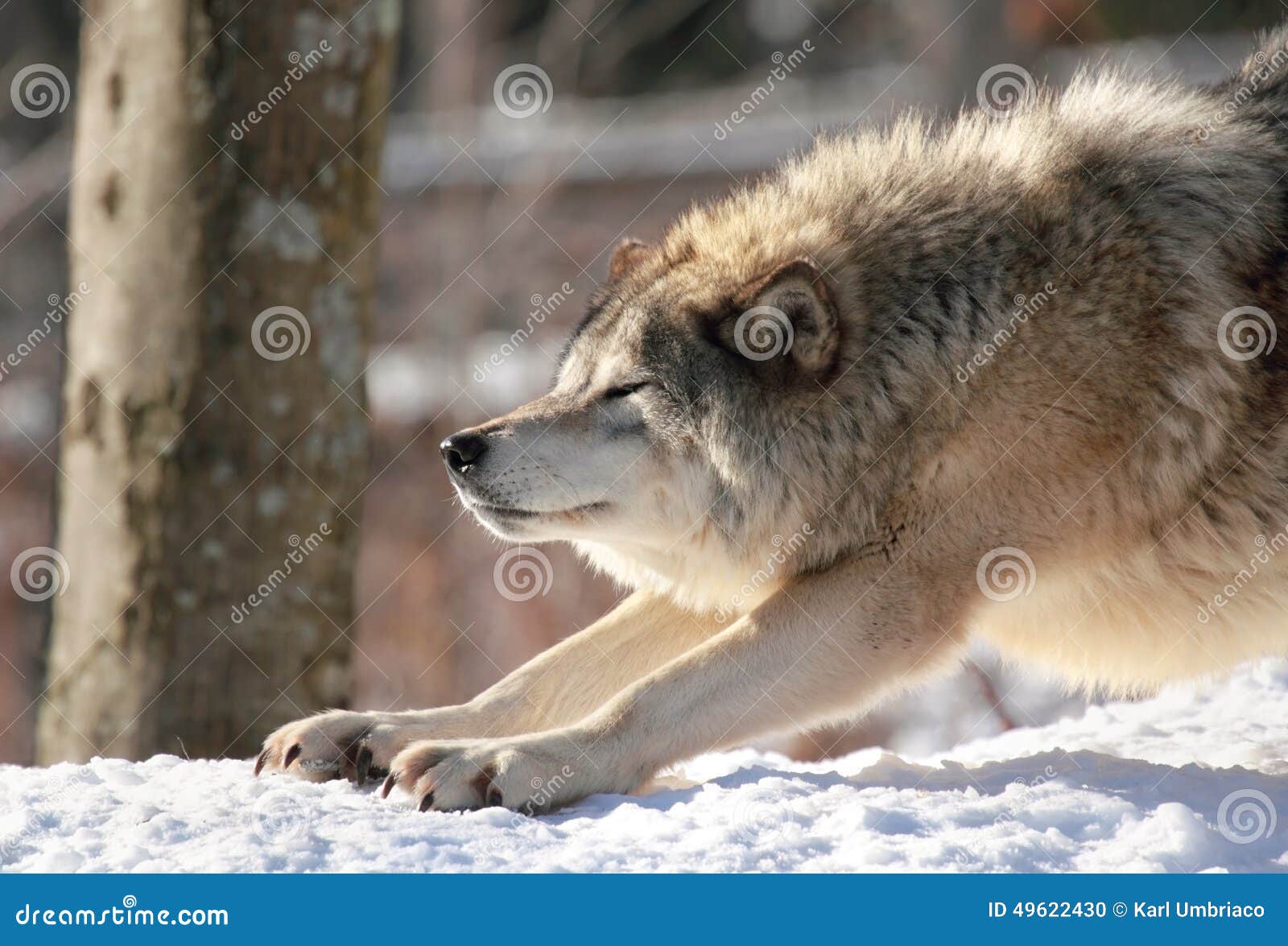 Stretching stock photo. Image of winter, animal, power - 49622430