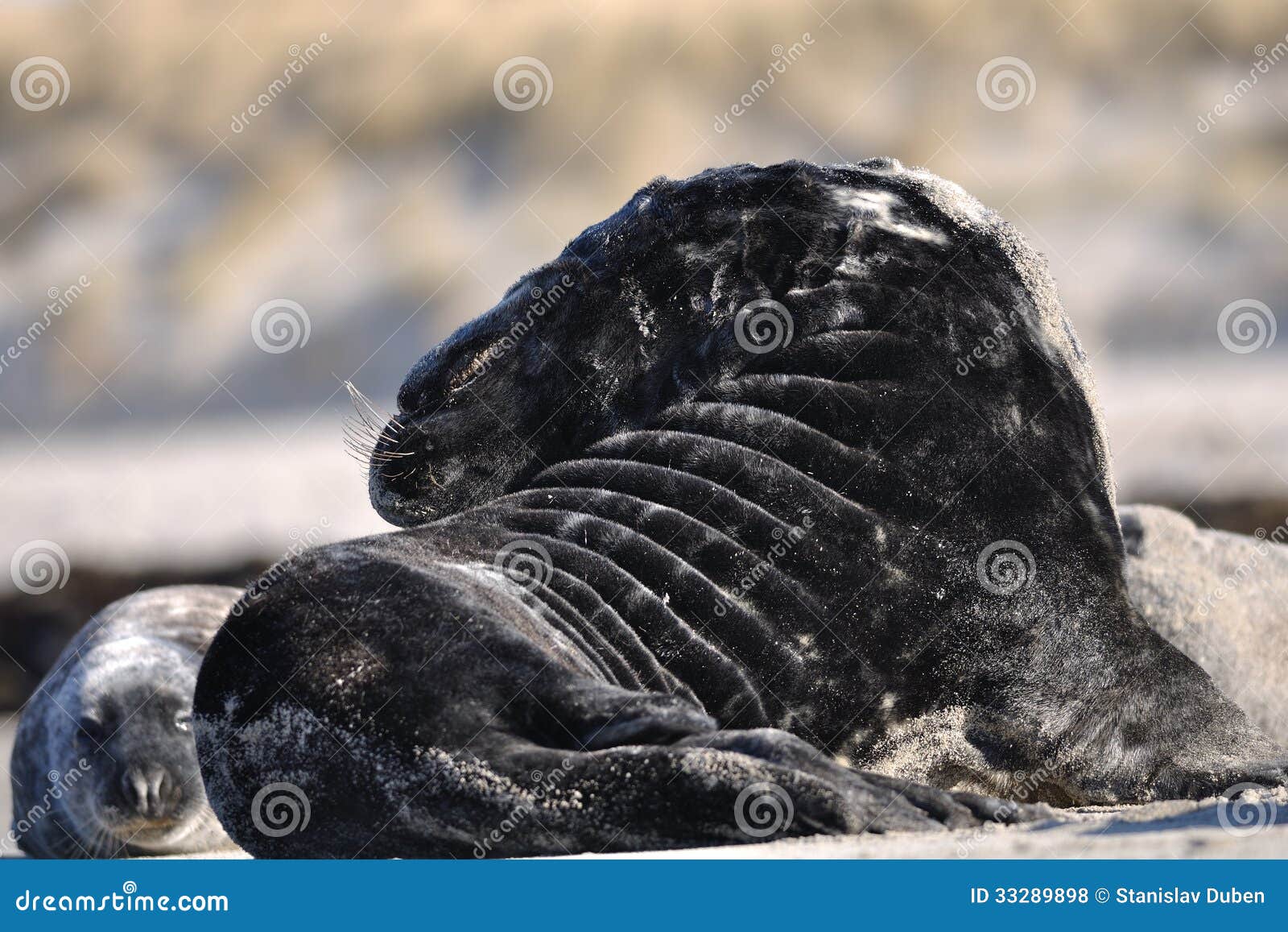 Stretching harbor seal stock photo. Image of face, resting - 33289898