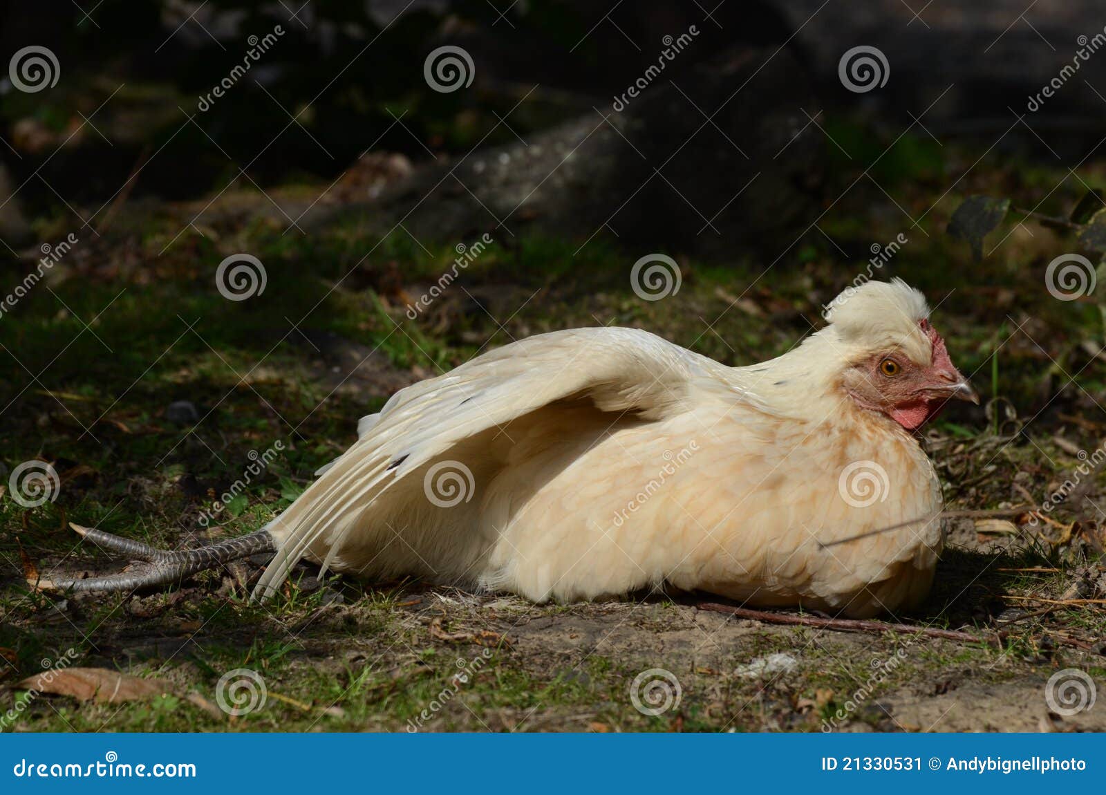 Stretching Hen stock image. Image of white, sunday, feather - 21330531