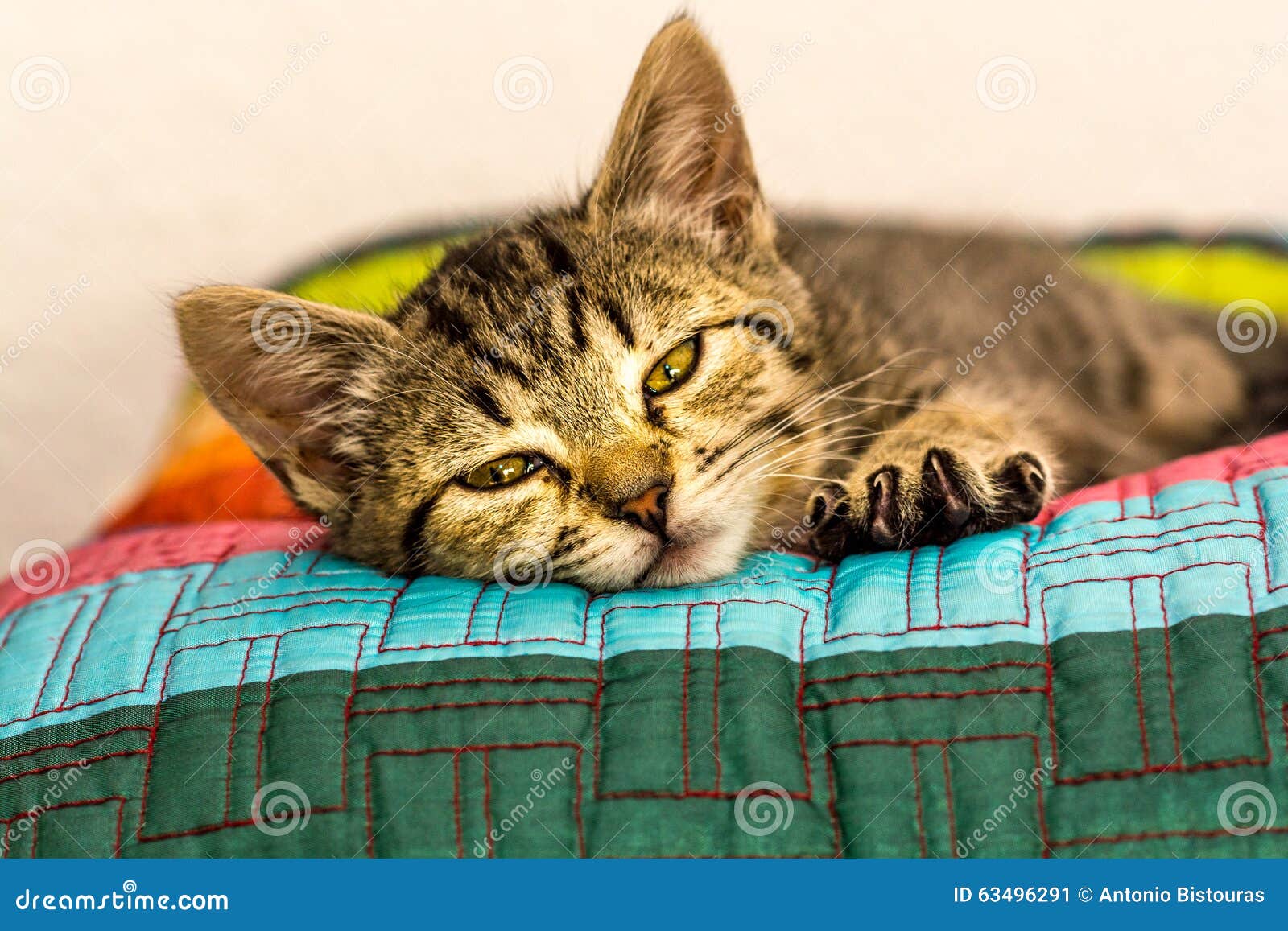 Stretching kitty stock image. Image of moggy, grey, small - 63496291
