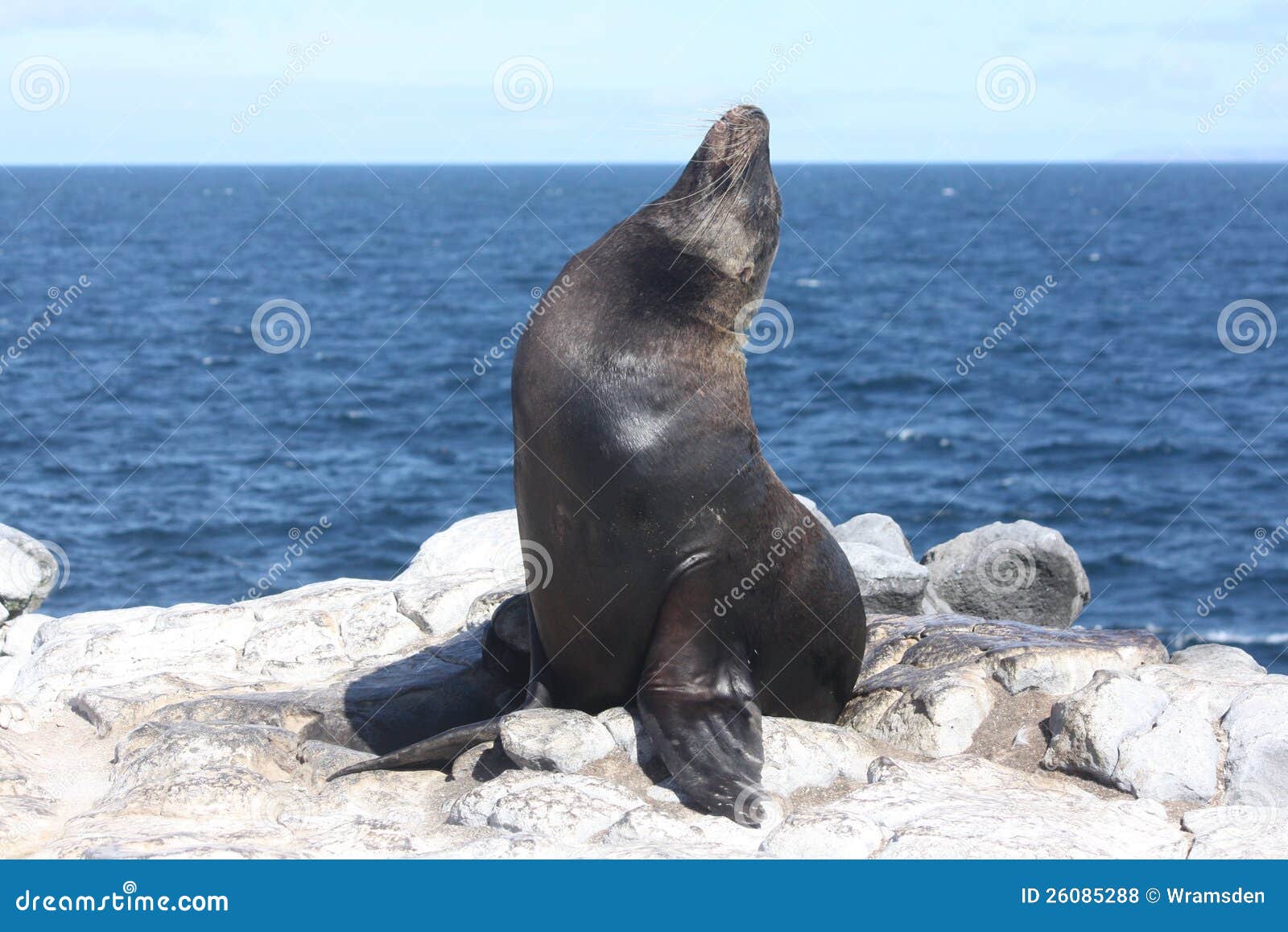 Stretching Seal Lion stock photo. Image of pose, pacific - 26085288