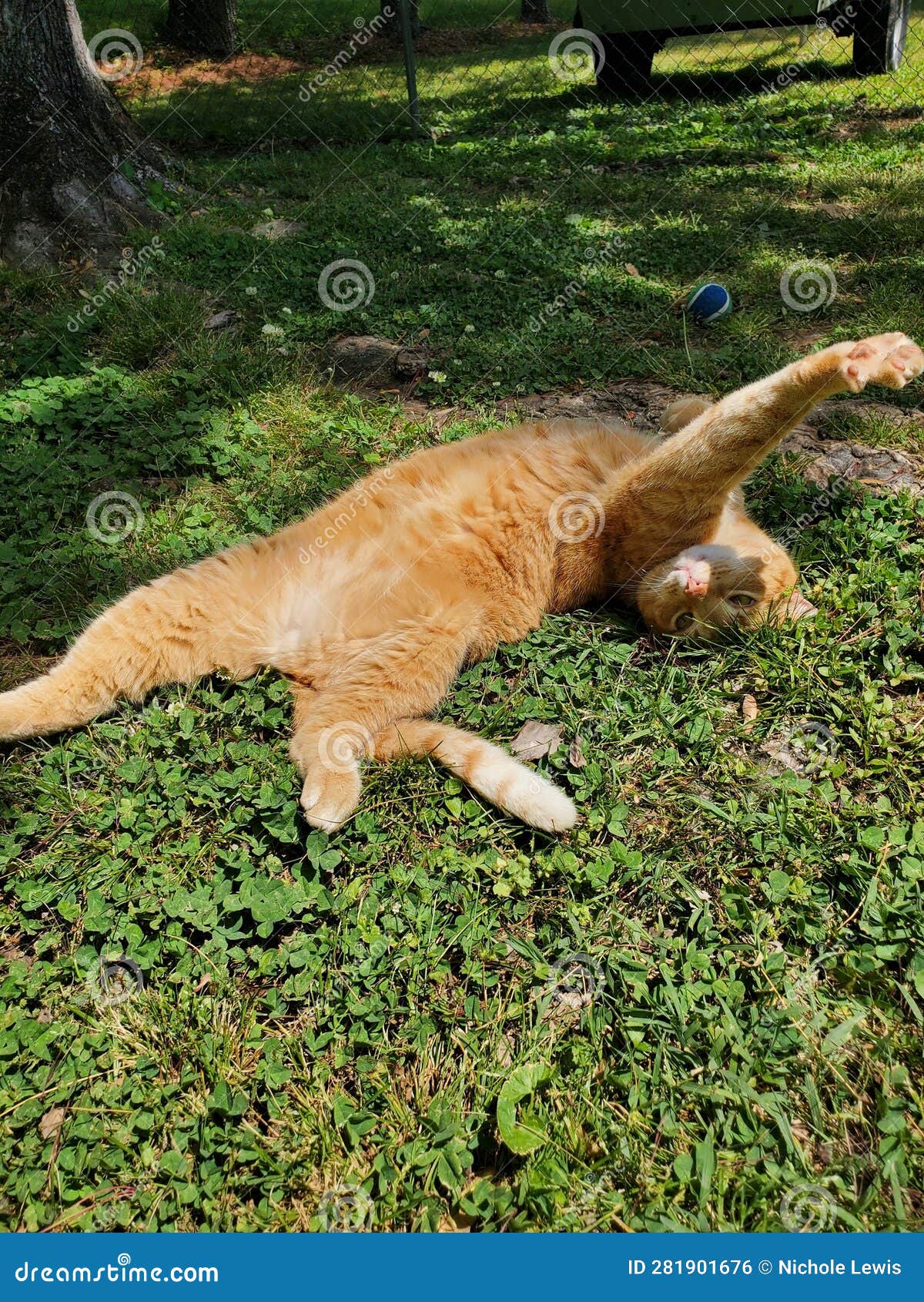 Stretching and tanning cat stock photo. Image of stretching - 281901676