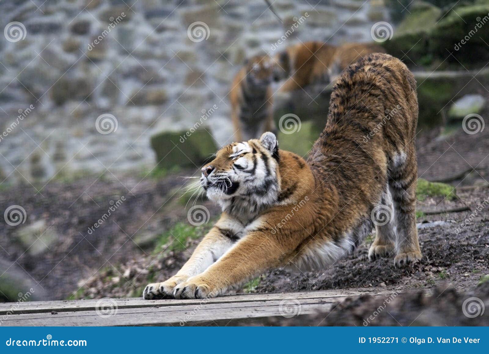 Stretching tiger stock image. Image of relaxed, siberian - 1952271