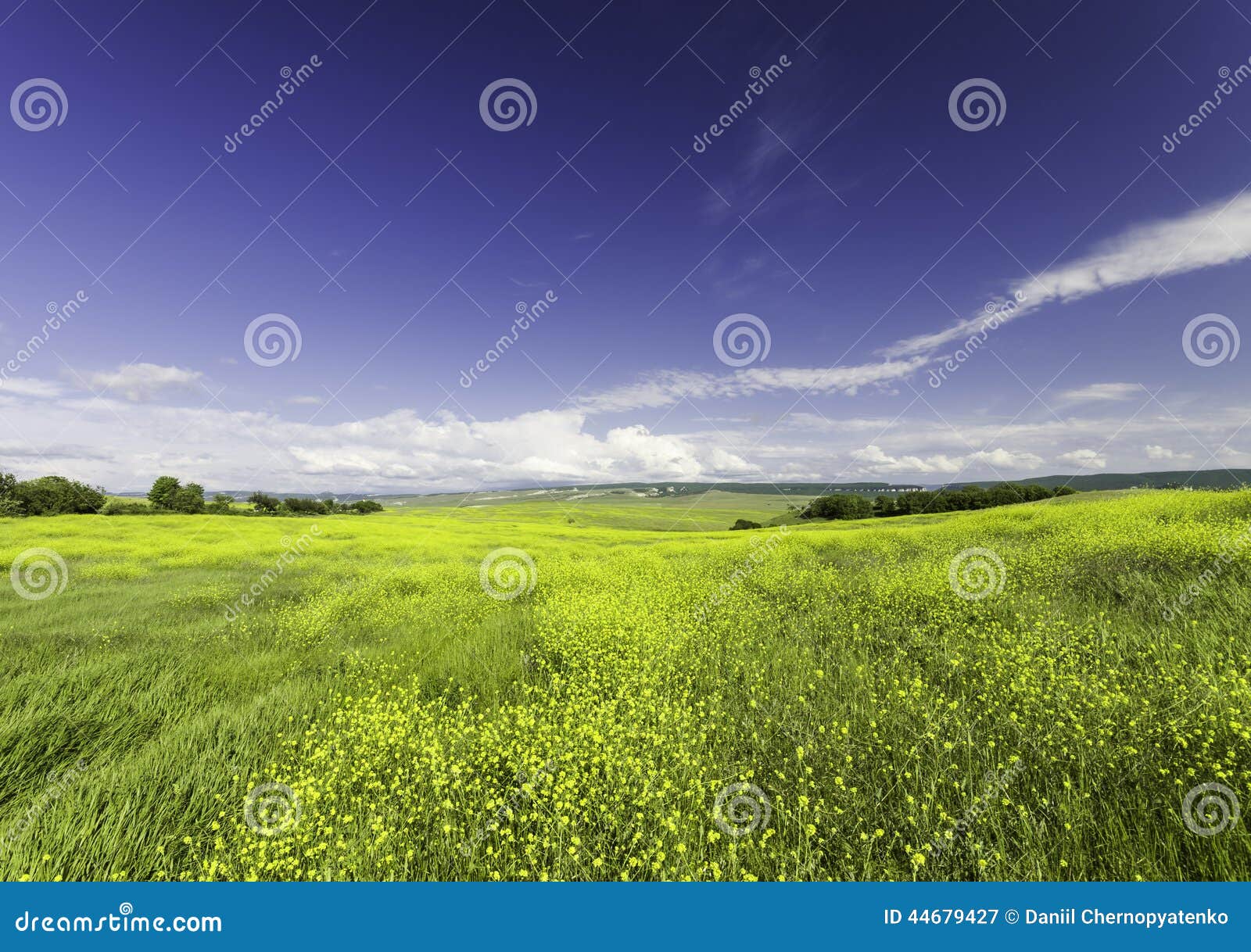 Stretching To the Horizon Field of Flowers Stock Image - Image of grass ...