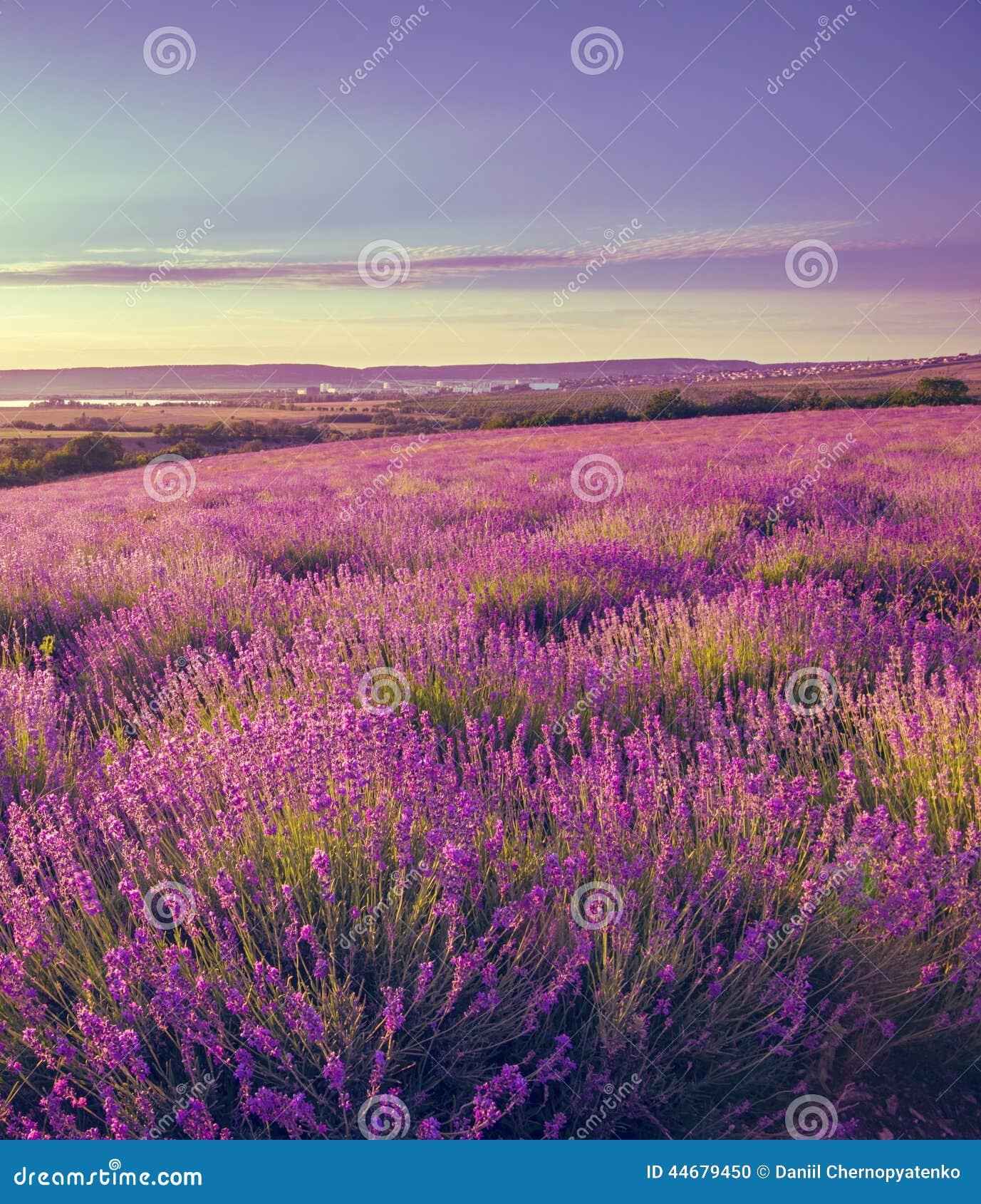 Stretching To the Horizon Field of Levender Flowers Stock Photo - Image ...