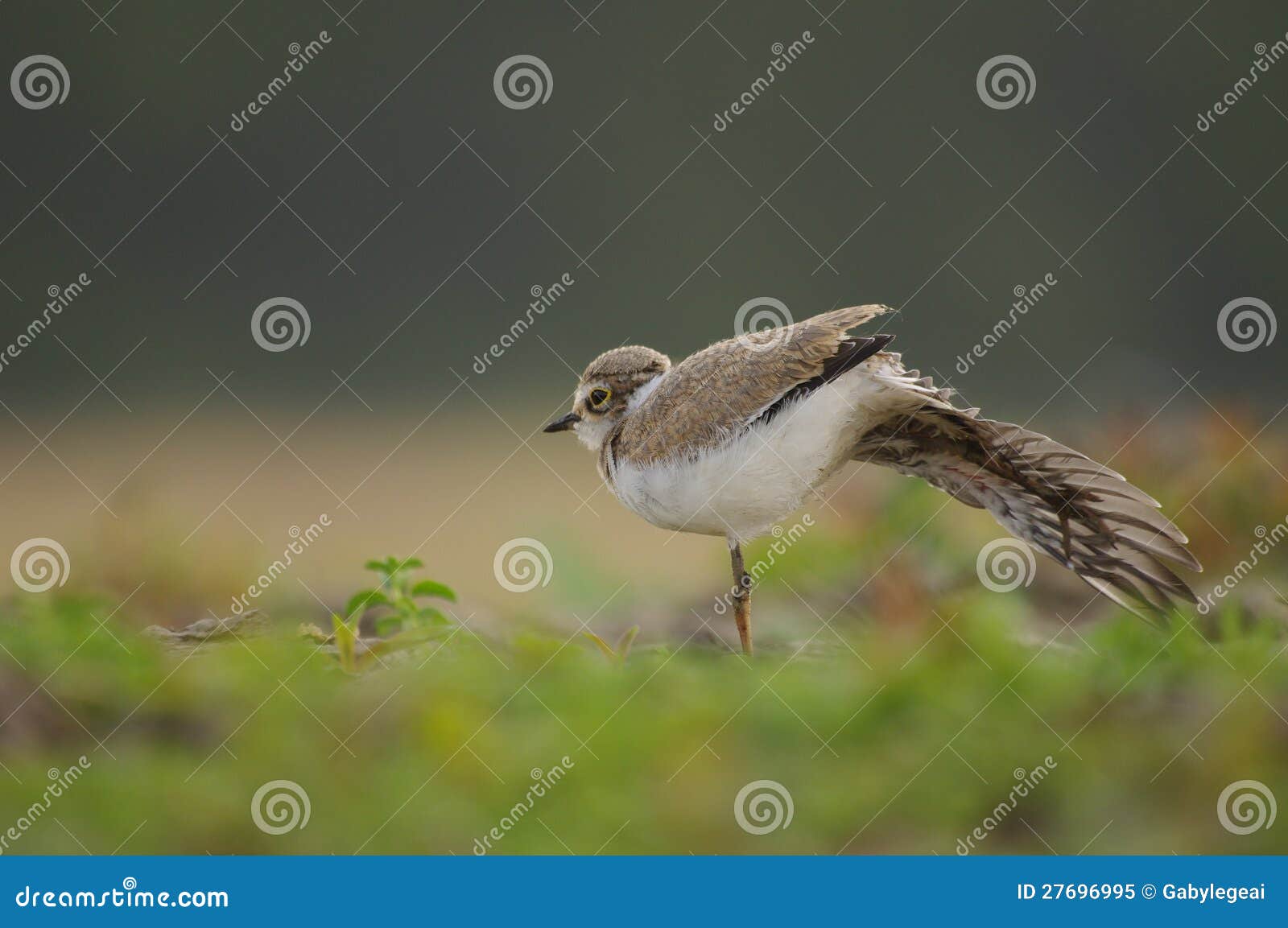 Stretching Of Young Little Ringed Plover Royalty-Free Stock Photography ...