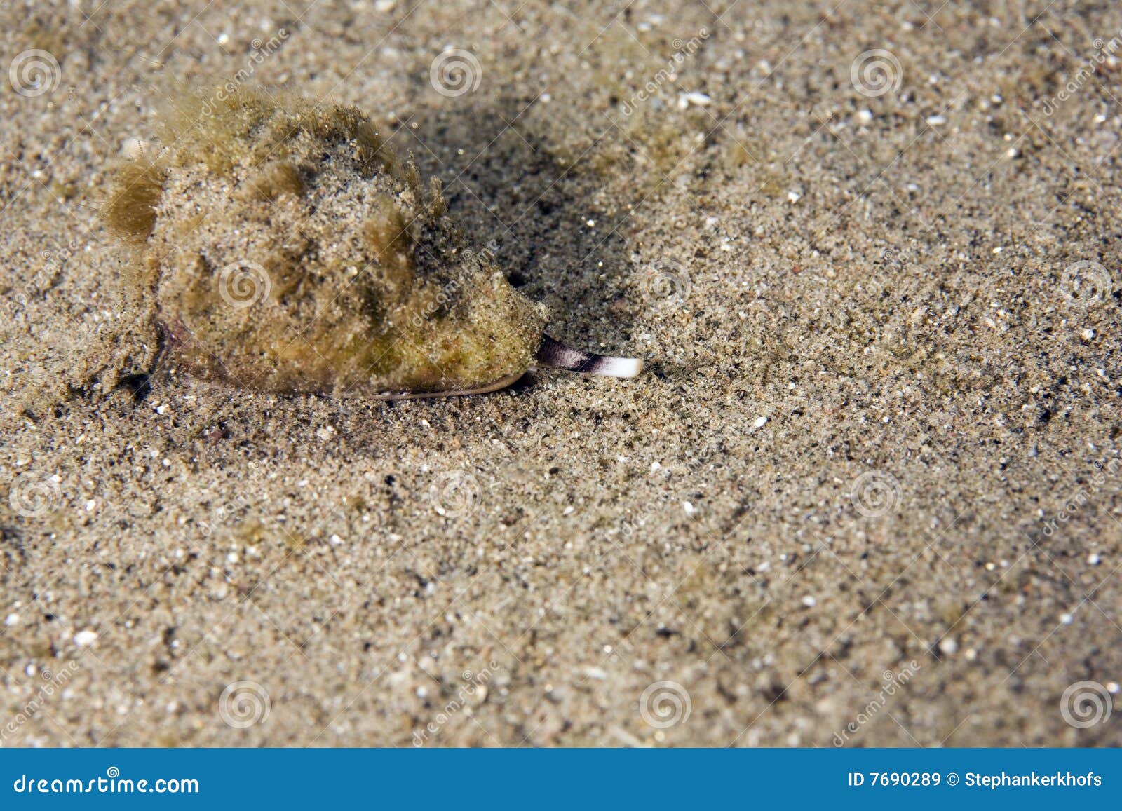 Striated cone stock image. Image of ocean, marine, hardcoral - 7690289
