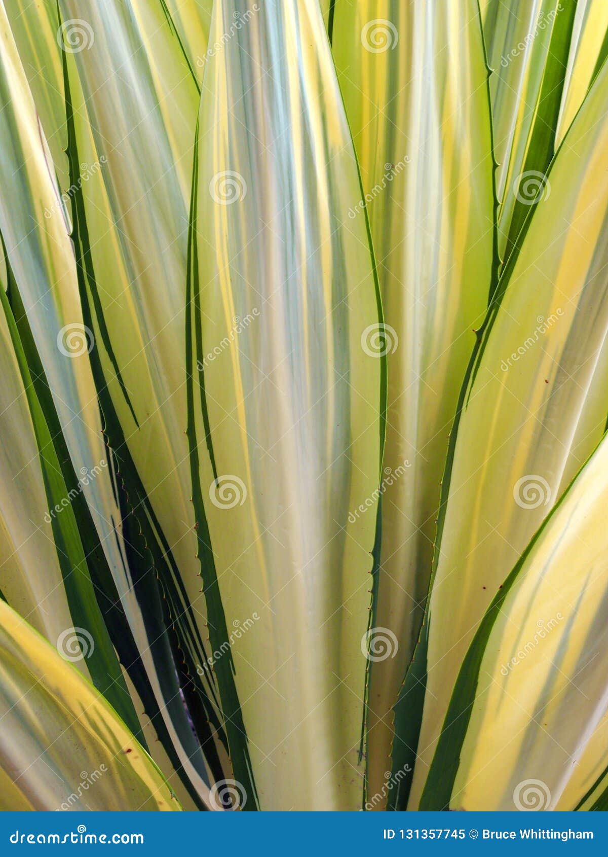 Broad Leaf Shrub Detail Pattern Stock Image - Image of pattern, broad ...