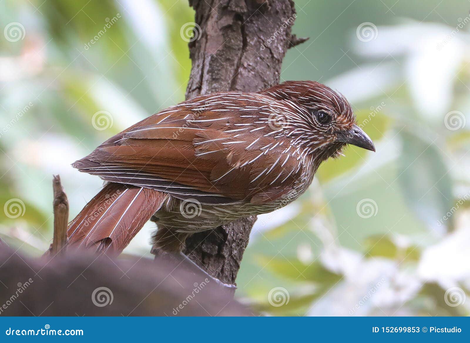 Striated laughingthrush stock image. Image of wildlife - 152699853
