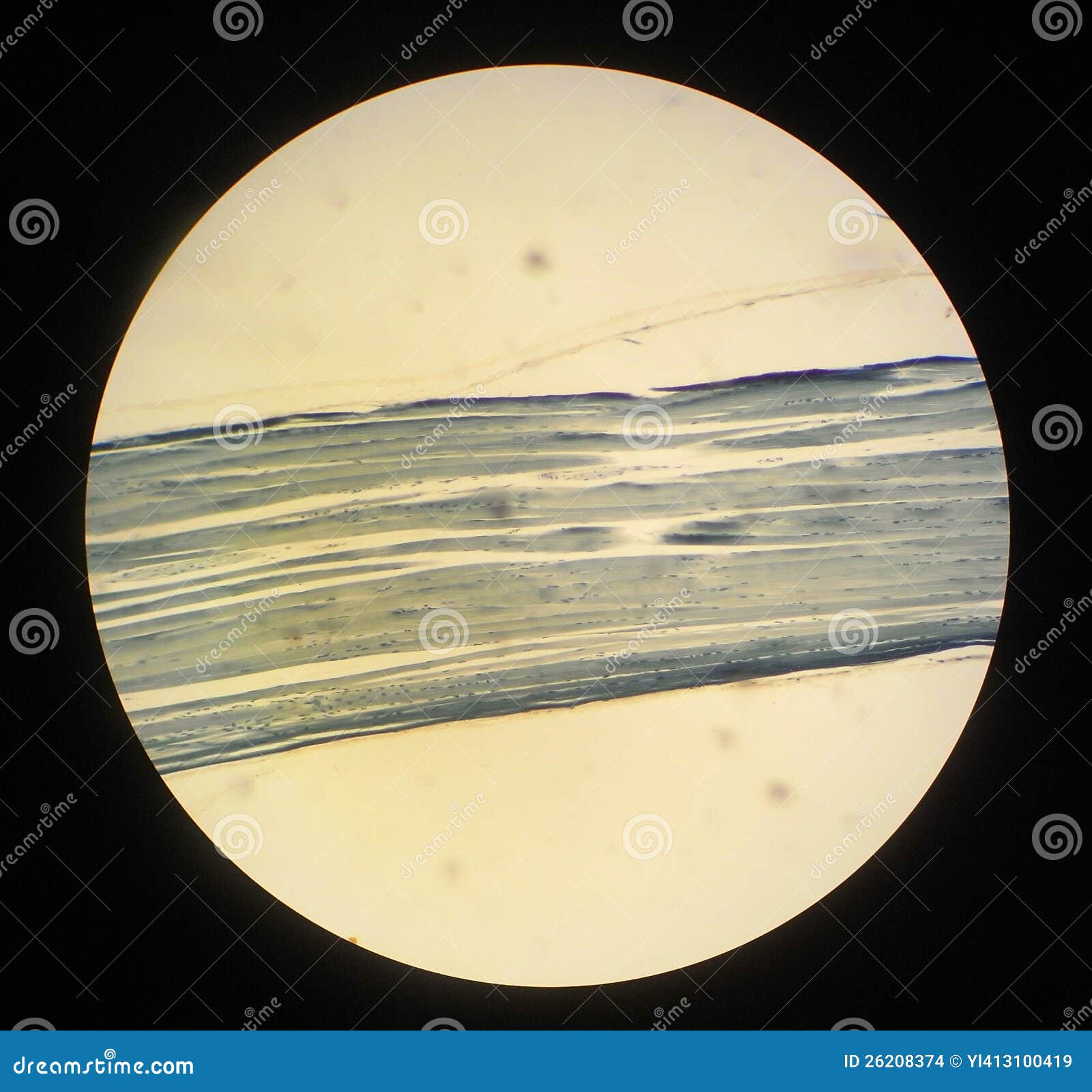 Striated muscle stock photo. Image of striated, microscope - 26208374