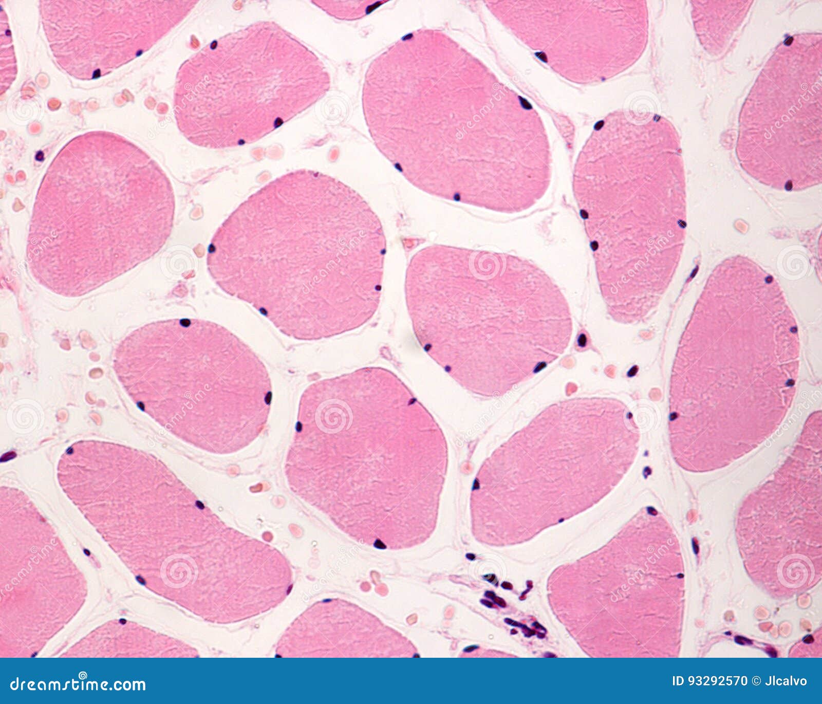Skeletal Striated Muscle Tissue Under The Microscope Royalty-Free Stock ... Skeletal Striated Muscle Tissue Under The Microscope Royalty-Free Stock ...