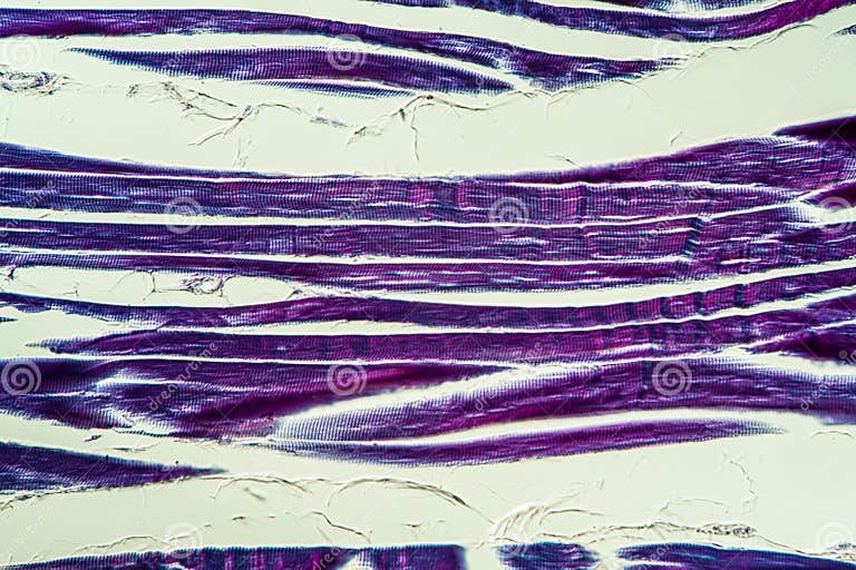 Striated Muscle Tissue Under the Microscope Stock Image - Image of ...