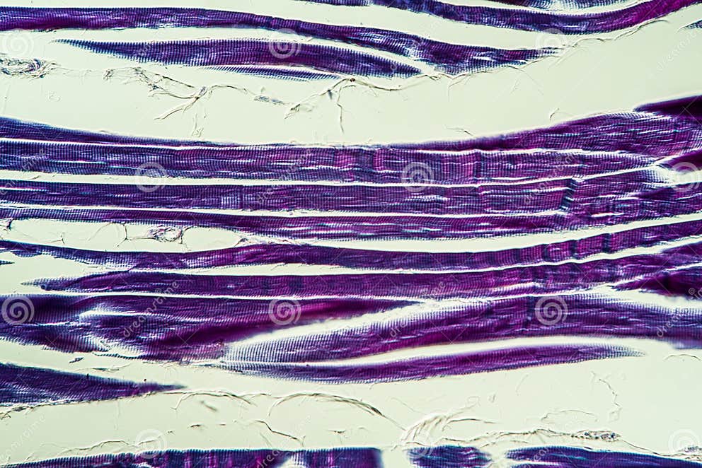 Striated Muscle Tissue Under the Microscope Stock Image - Image of ...