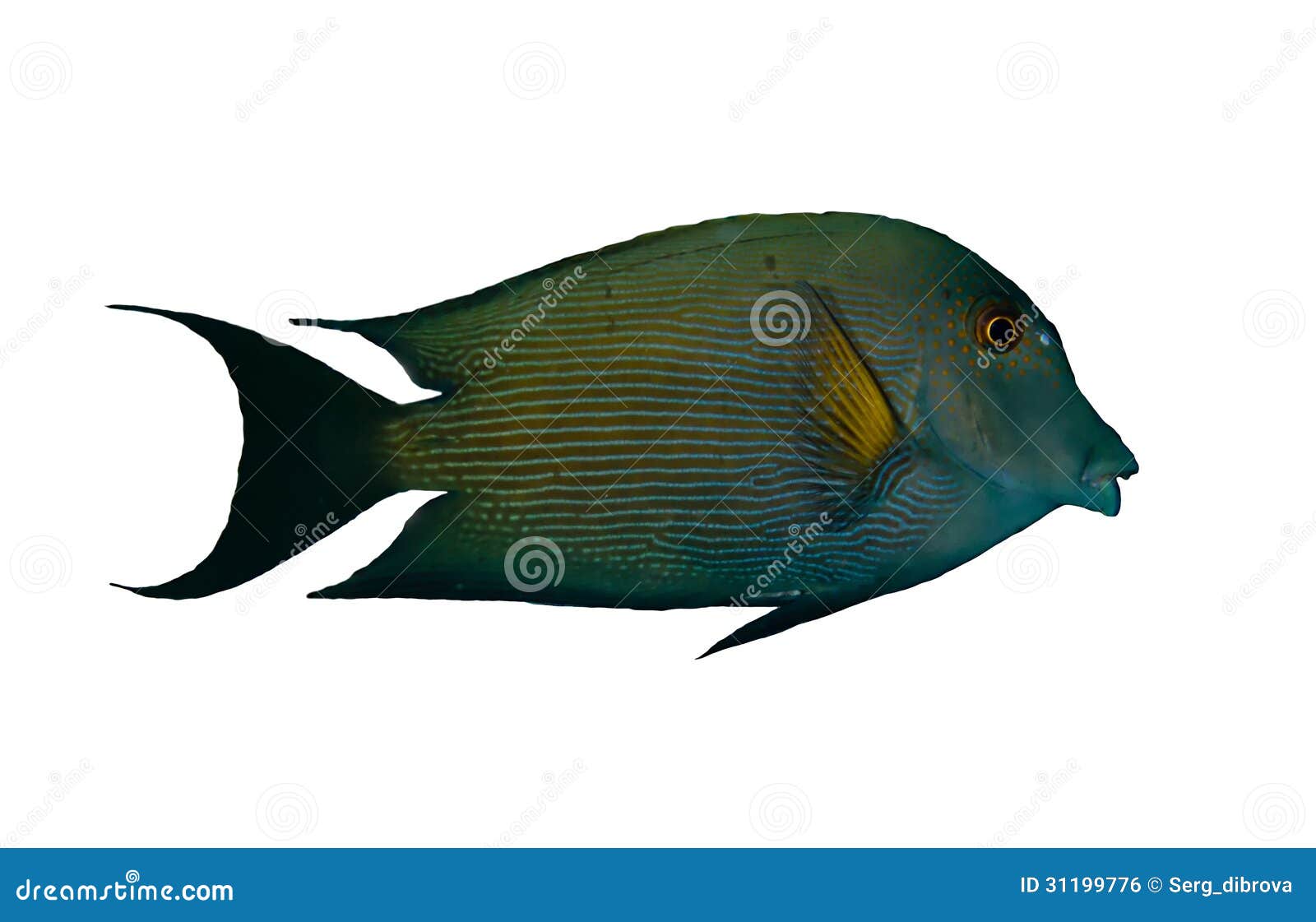Striated Surgeonfish, Ctenochaetus Striatus, Undersea, Red Sea, Egypt ...