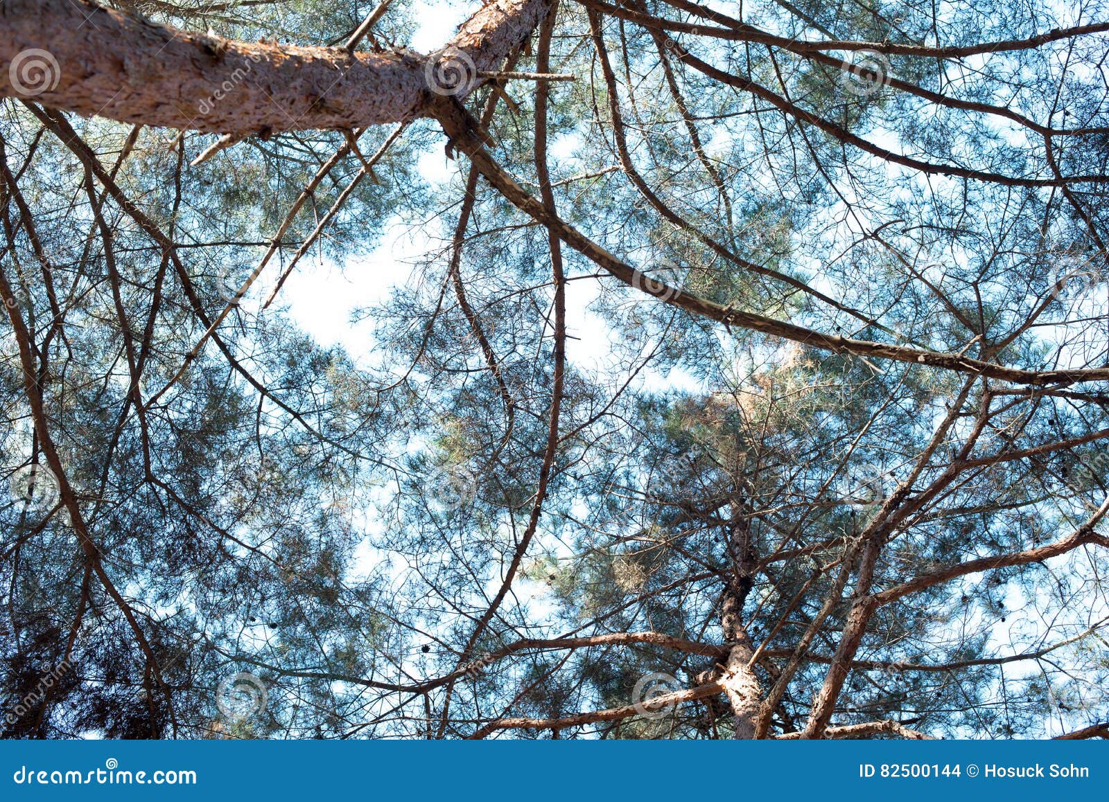 Strick editorial stock image. Image of strick, trip, wood - 82500144