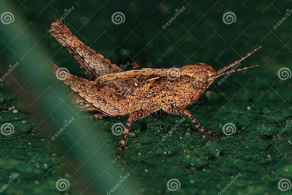 Stridulating Slant-faced Grasshopper Nymph Stock Image - Image of ... Stridulating Slant-faced Grasshopper Nymph Stock Image - Image of ...