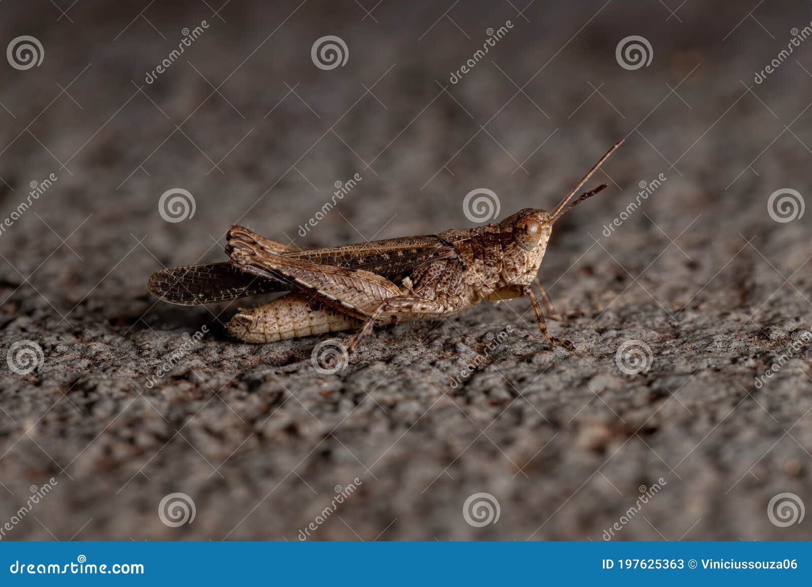 Stridulating Slant-faced Grasshopper Stock Image - Image of acridoidea ...