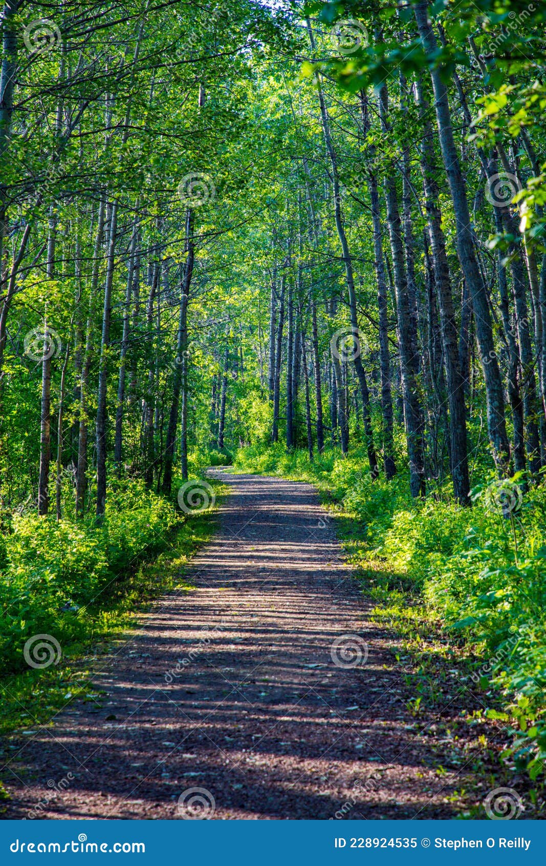 Stright forward path stock image. Image of path, stright - 228924535