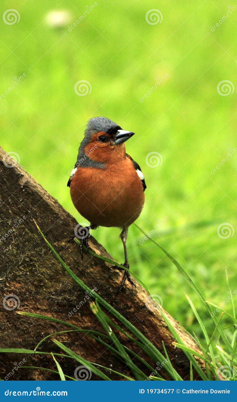 Strike a Pose stock image. Image of finch, fringilla - 19734577