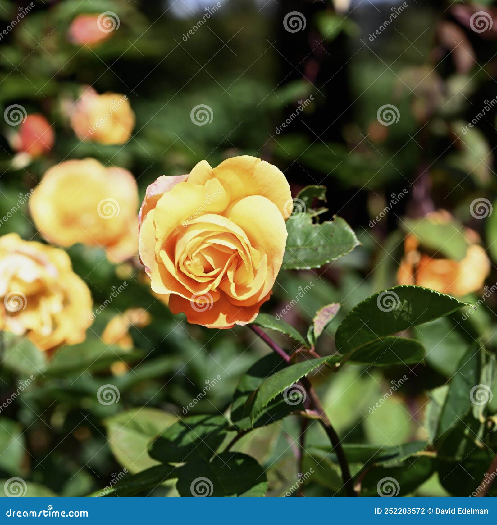 Strike it Rich Rose 1 stock photo. Image of moren, gate - 252203572