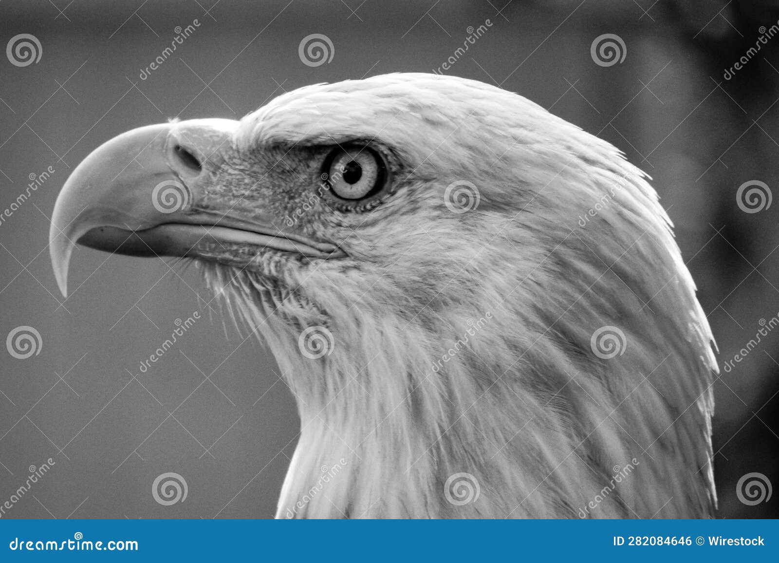 Striking Black and White Image of a Bold Eagle S Face, Looking To the ...