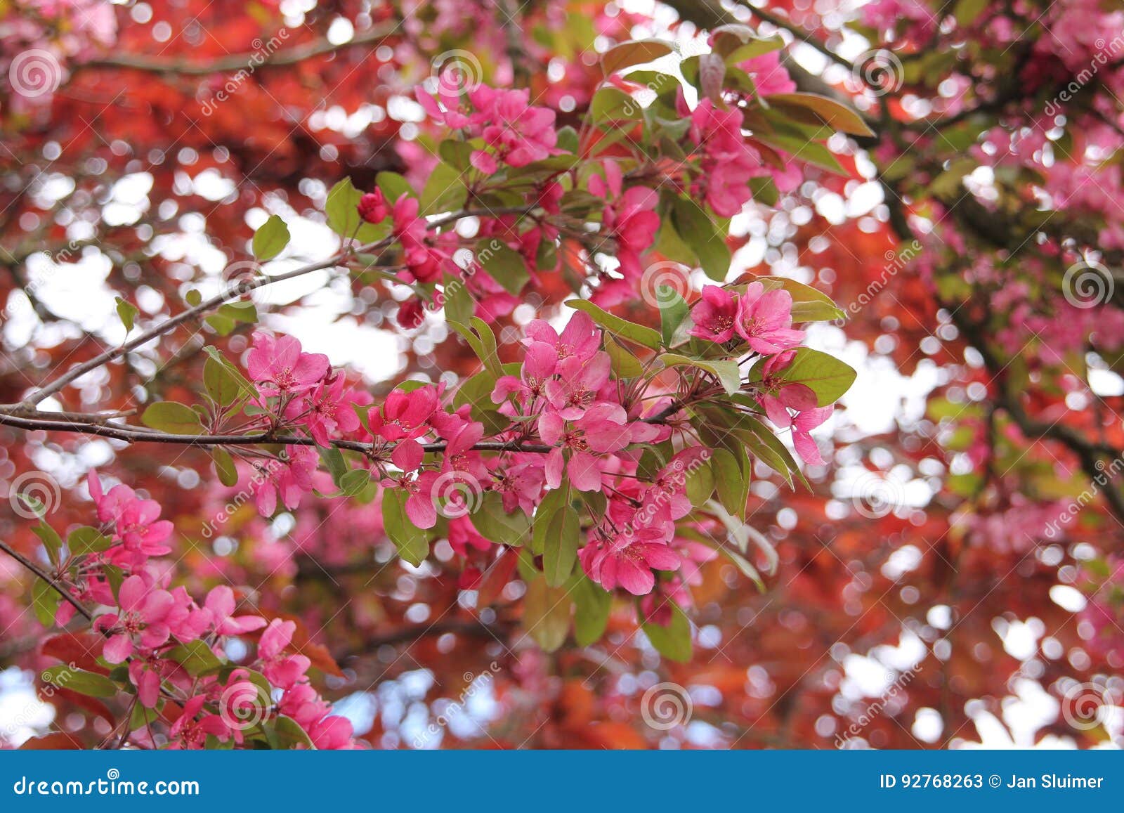 Striking Blooming Apple Tree in the Garden. Stock Image - Image of buds ...