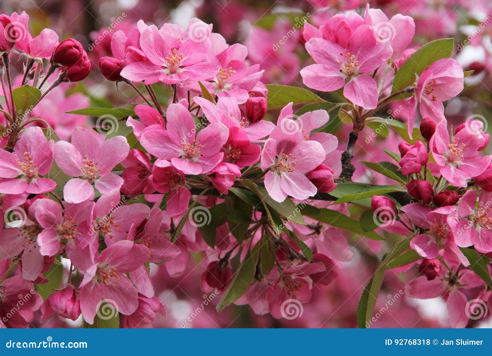 Striking Blooming Apple Tree in the Garden. Stock Photo - Image of ...