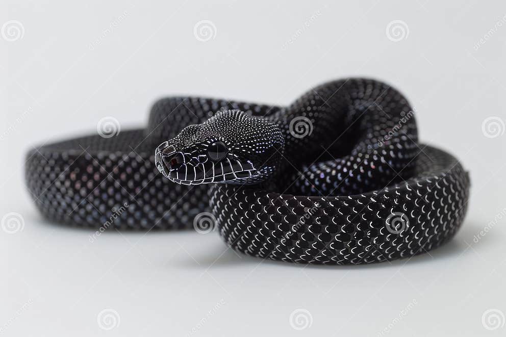 Striking Boelens Python Exhibits Its Iridescent Black Scales while ...