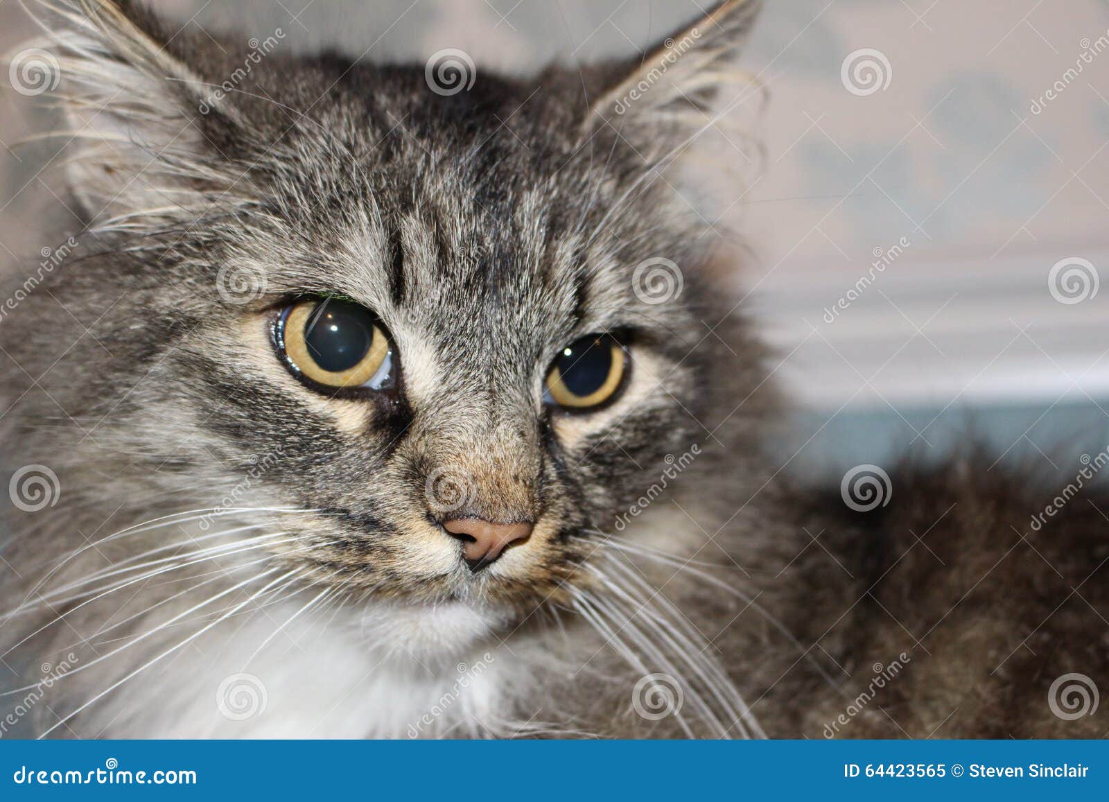 Striking cat stock image. Image of cute, striking, seasonal - 64423565