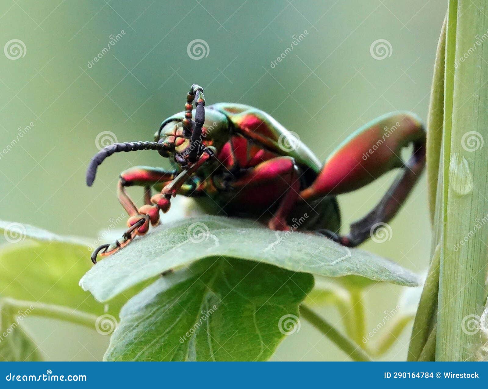 Striking Coleoptera Bug Perched on Top of a Lush Green Leaf, Happily ...