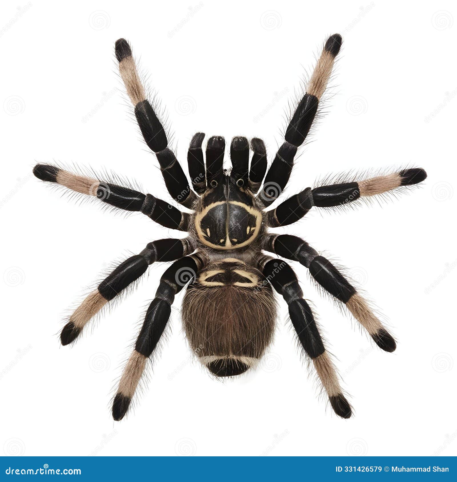 A Striking Collection of Tarantula Spiders Display Stock Image - Image ...
