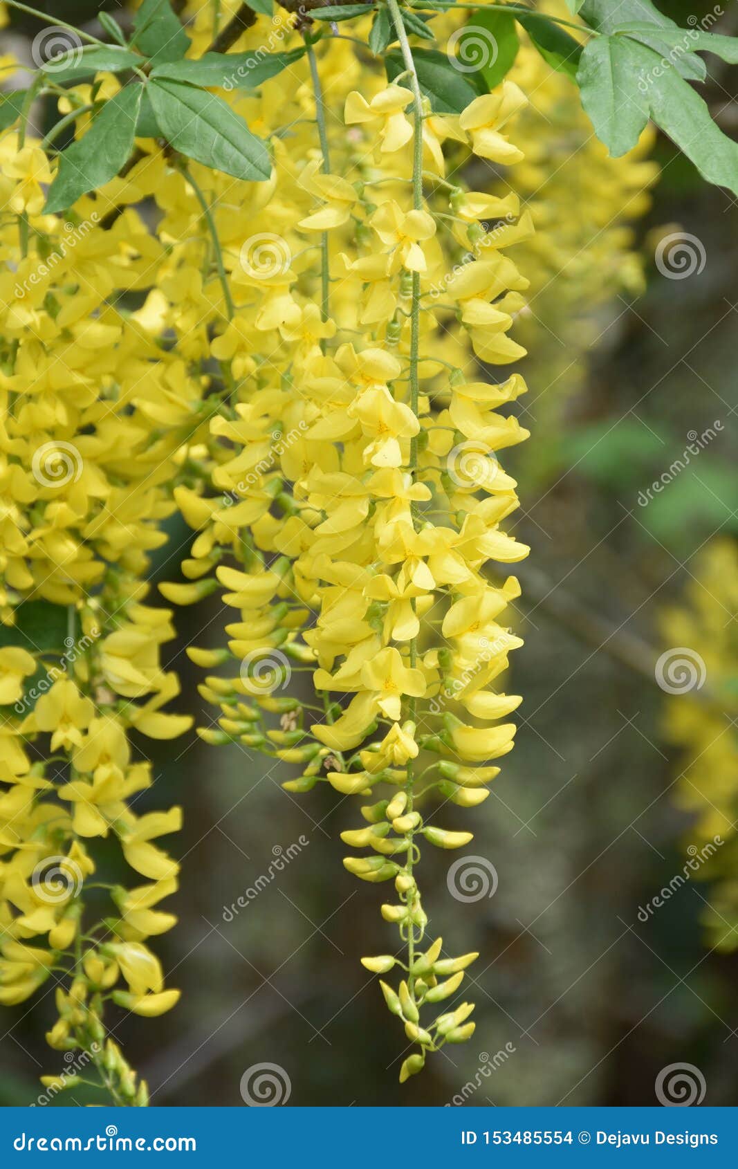 Striking Dangling Yellow Flower Blossoms Draping Down Stock Photo ...