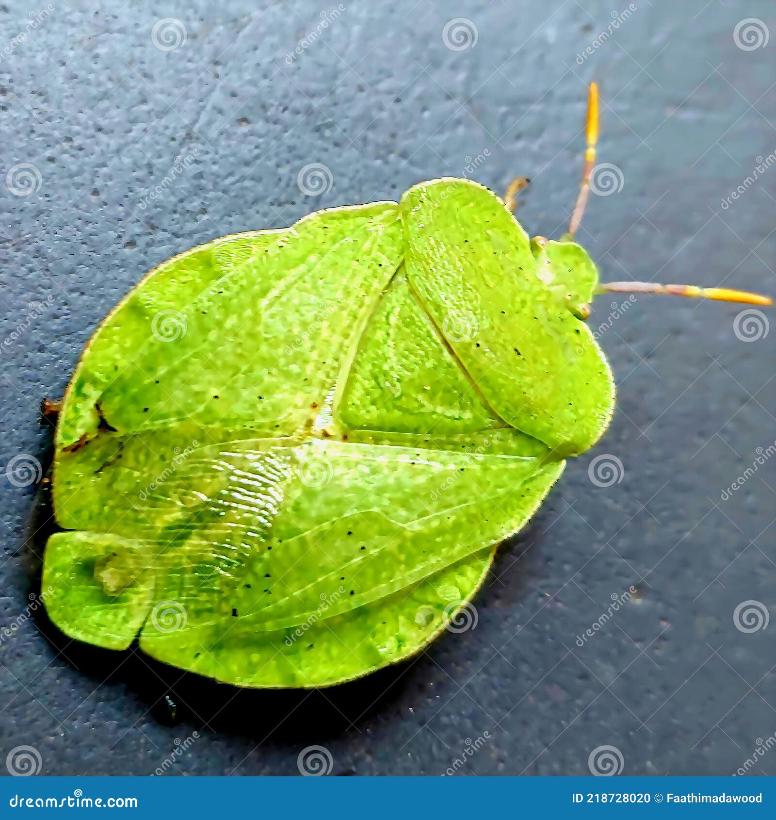 Striking green leaf bug stock photo. Image of leafbug - 218728020