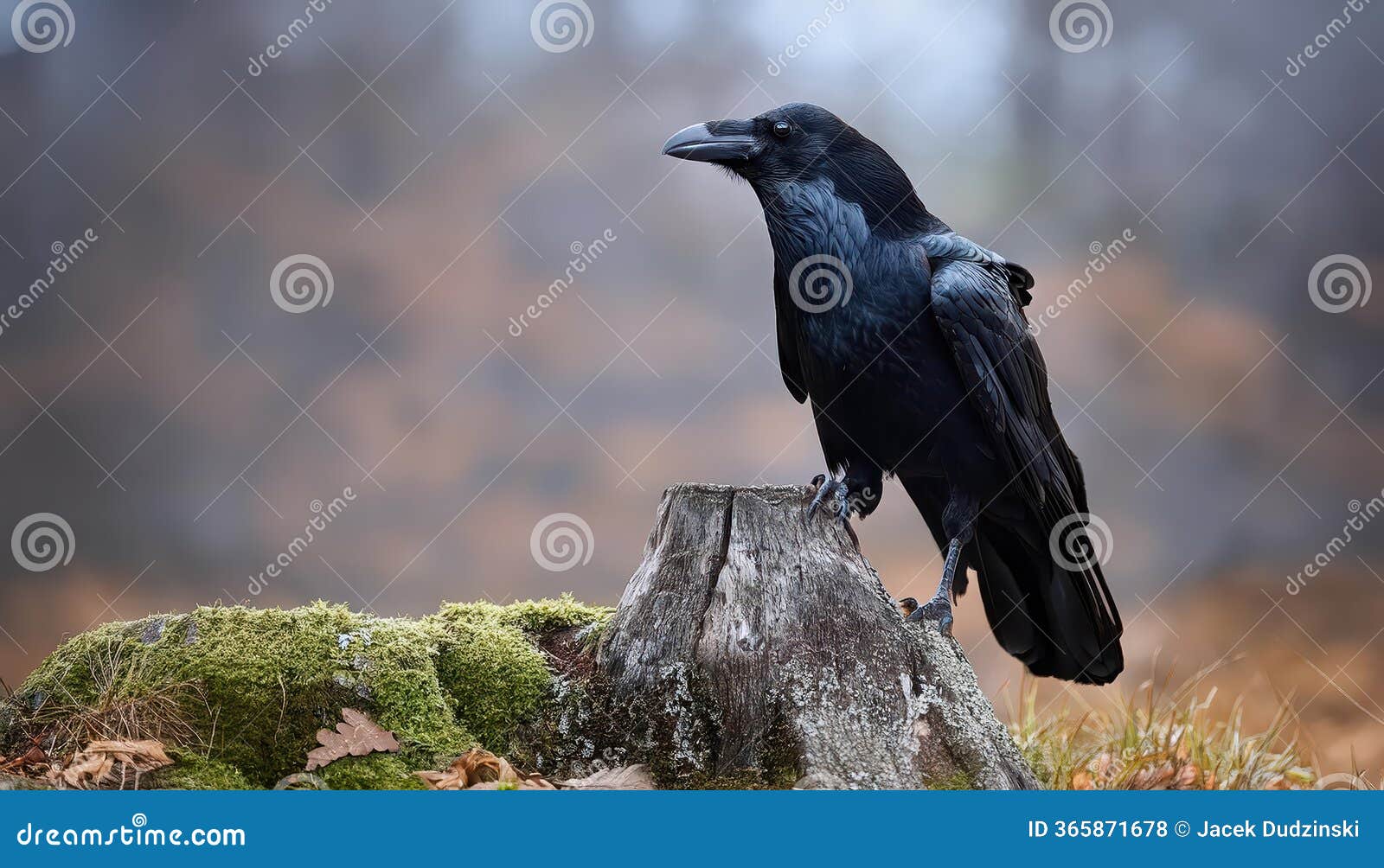 Common Raven Cartoon Clipart. Black Crow Or Raven Vector Illustration ...