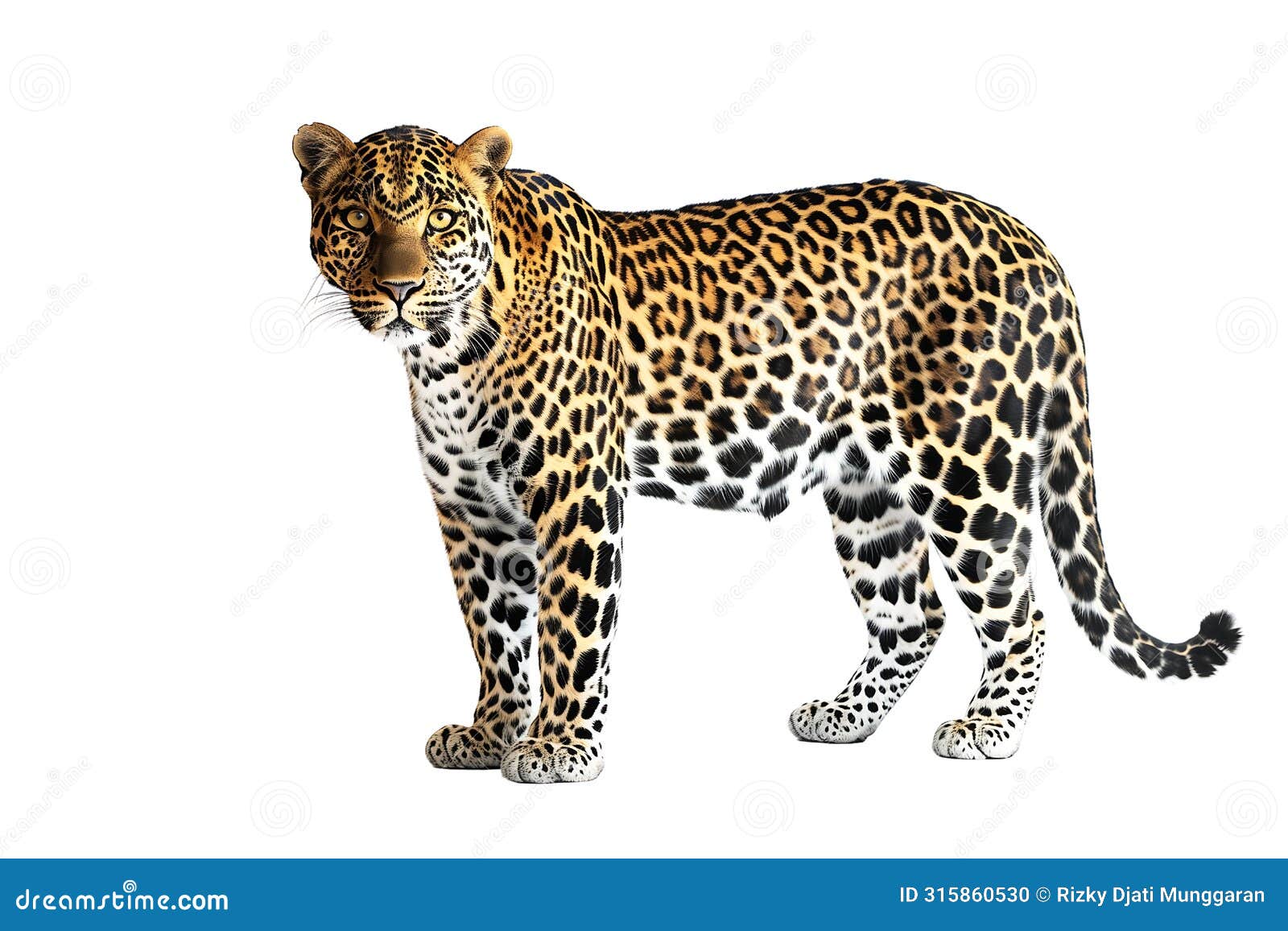 Striking Image of Leopard Standing Against White Background Stock ...