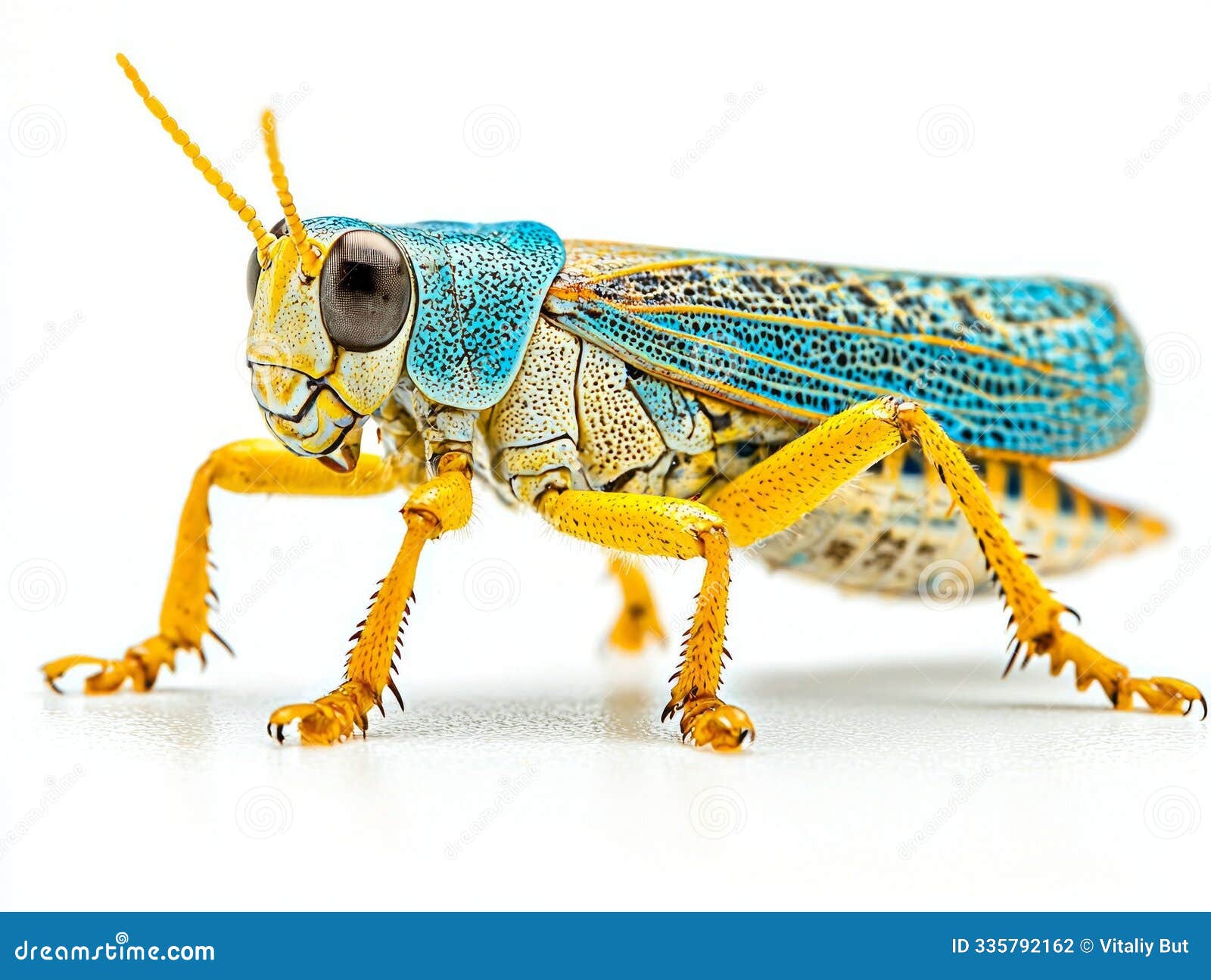 Striking Leafhopper Showcases an Array of Vibrant Colors, Its Intricate ...