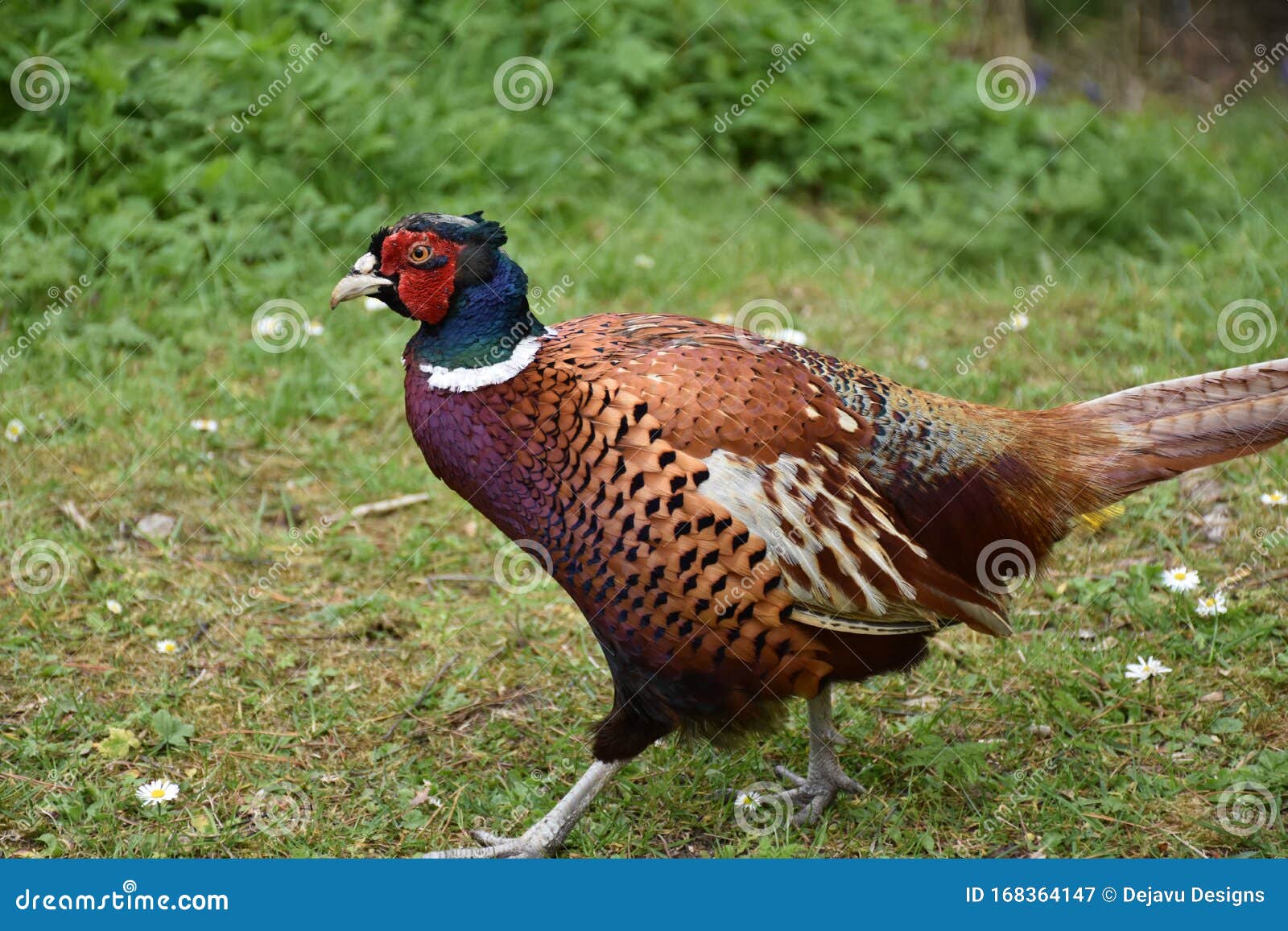 Striking Male Pheasant with Distinctive Markings in the Wild 库存图片 - 图片 ...