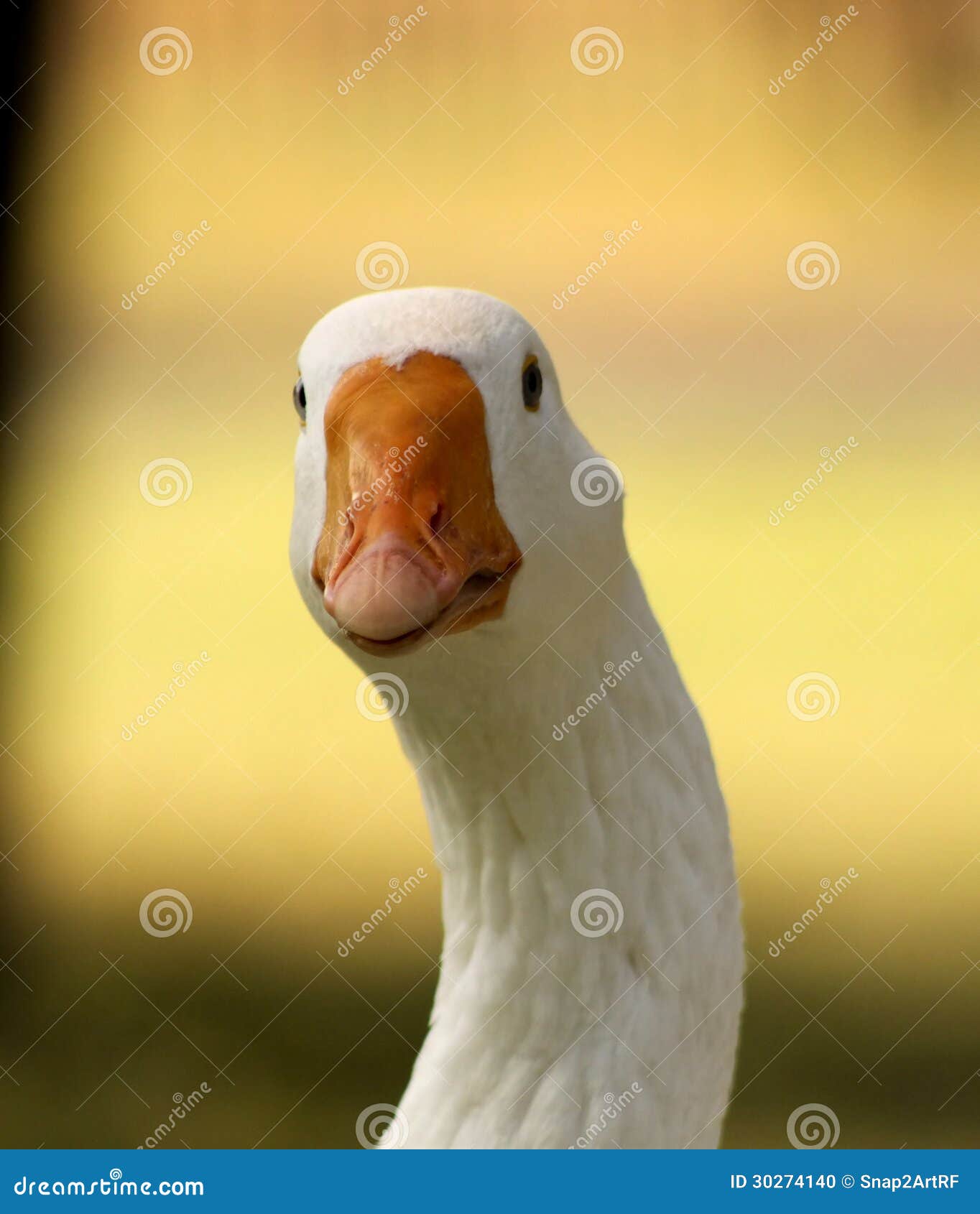 Striking Curious Goose stock photo. Image of muzzle, grass - 30274140