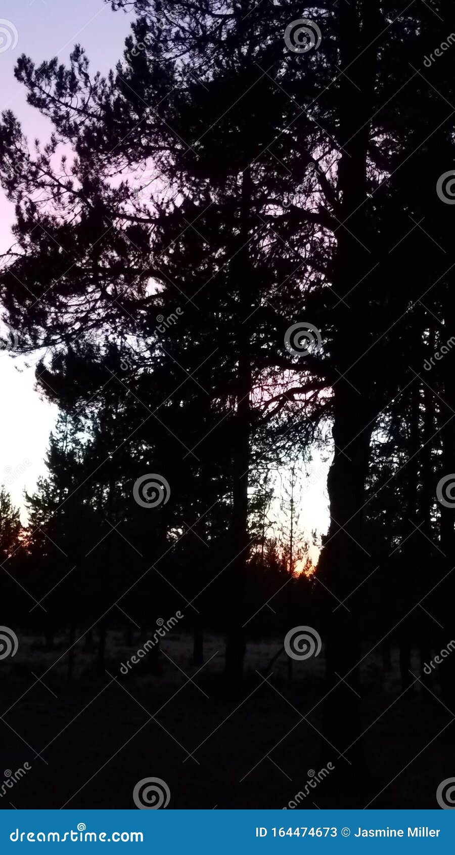 Striking Pink and Red Sunset with Pine Tree Silhouettes Stock Image ...